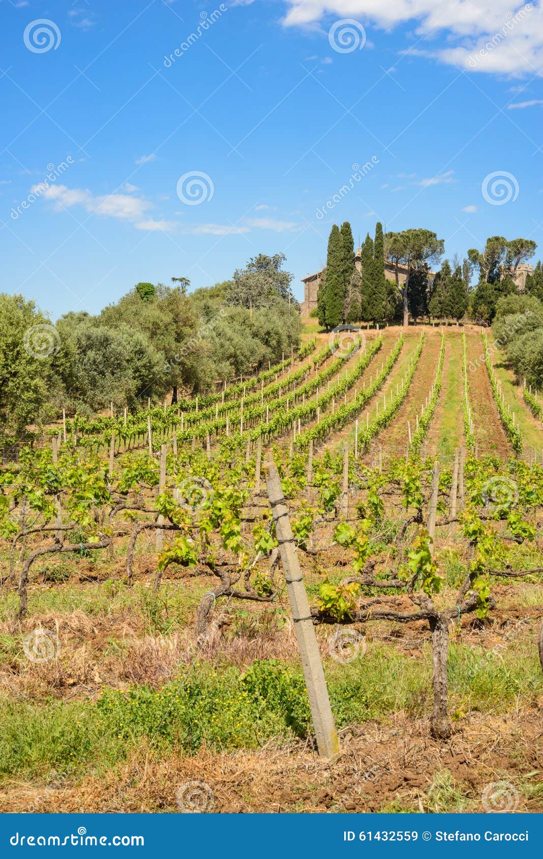 Vineyard stock image. Image of landscape, lazio, view - 61432559