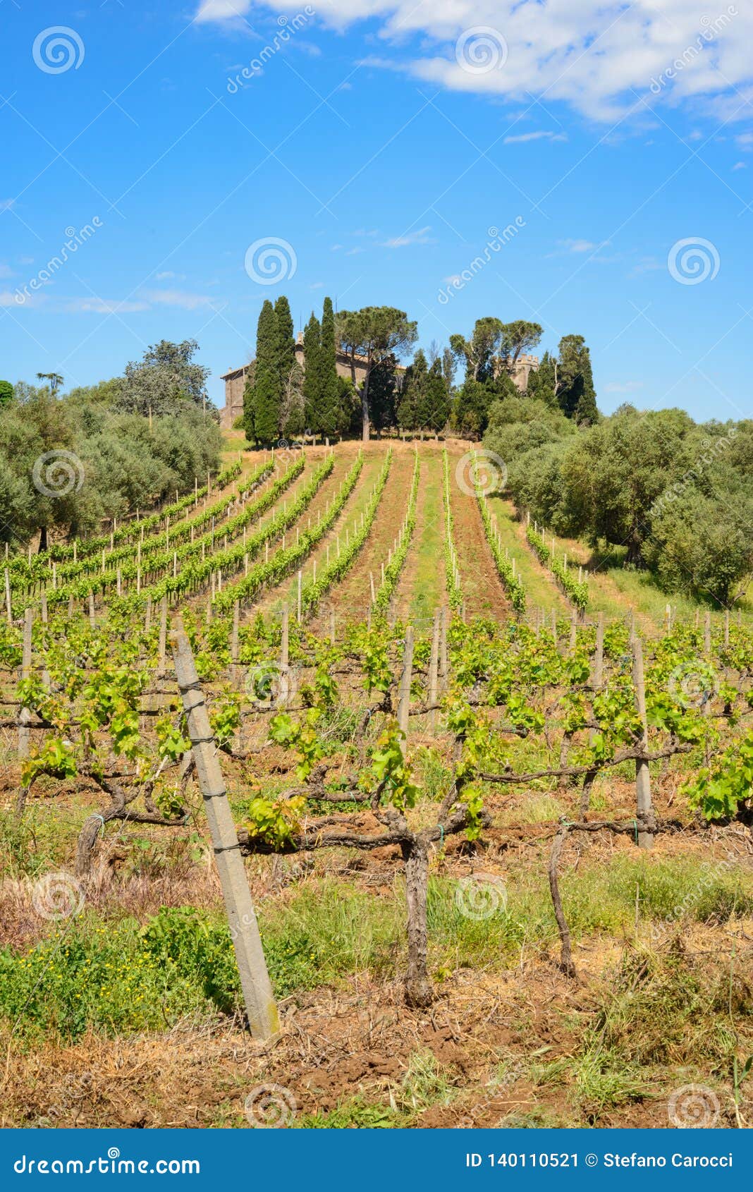 Vineyard in Italy stock image. Image of countryside - 140110521