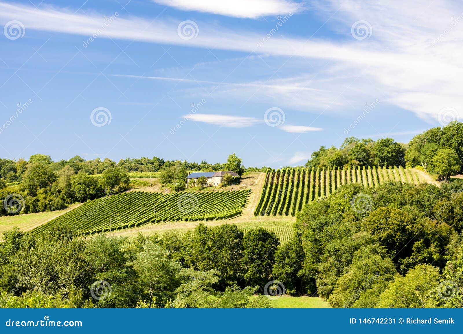 Vineyard, Jurancon, France stock image. Image of outdoors - 146742231