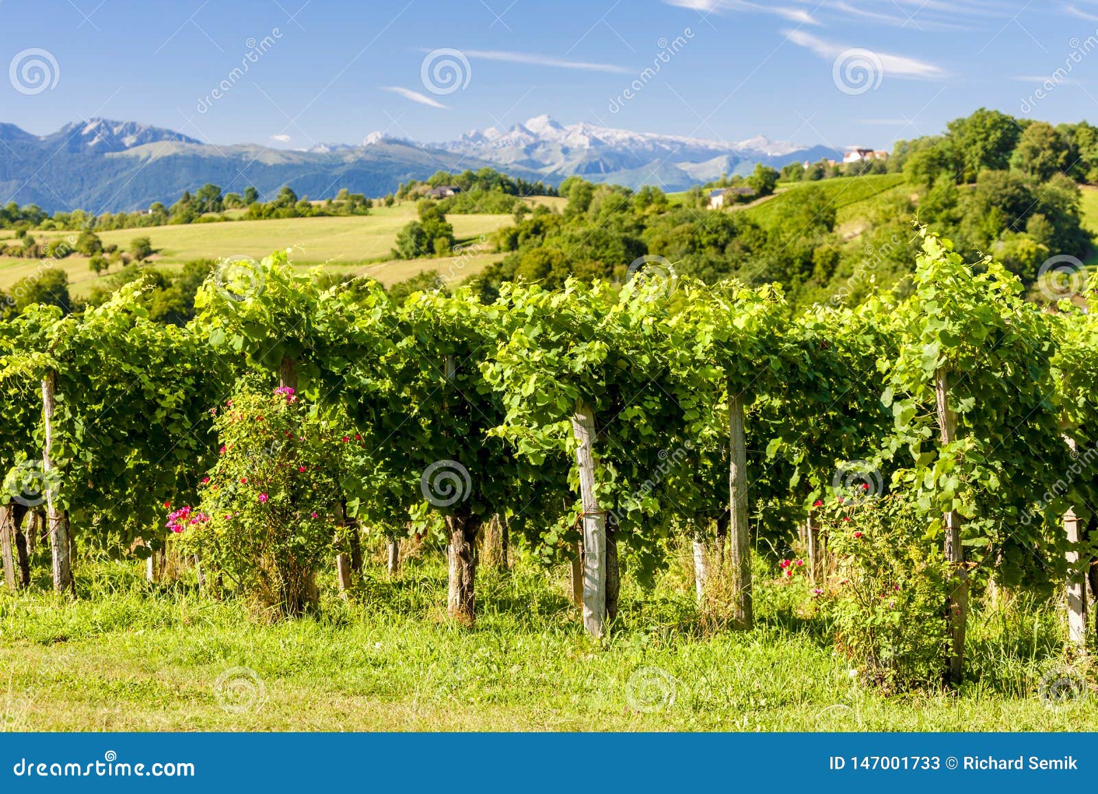 Vineyard, Jurancon, France stock image. Image of agronomy - 147001733