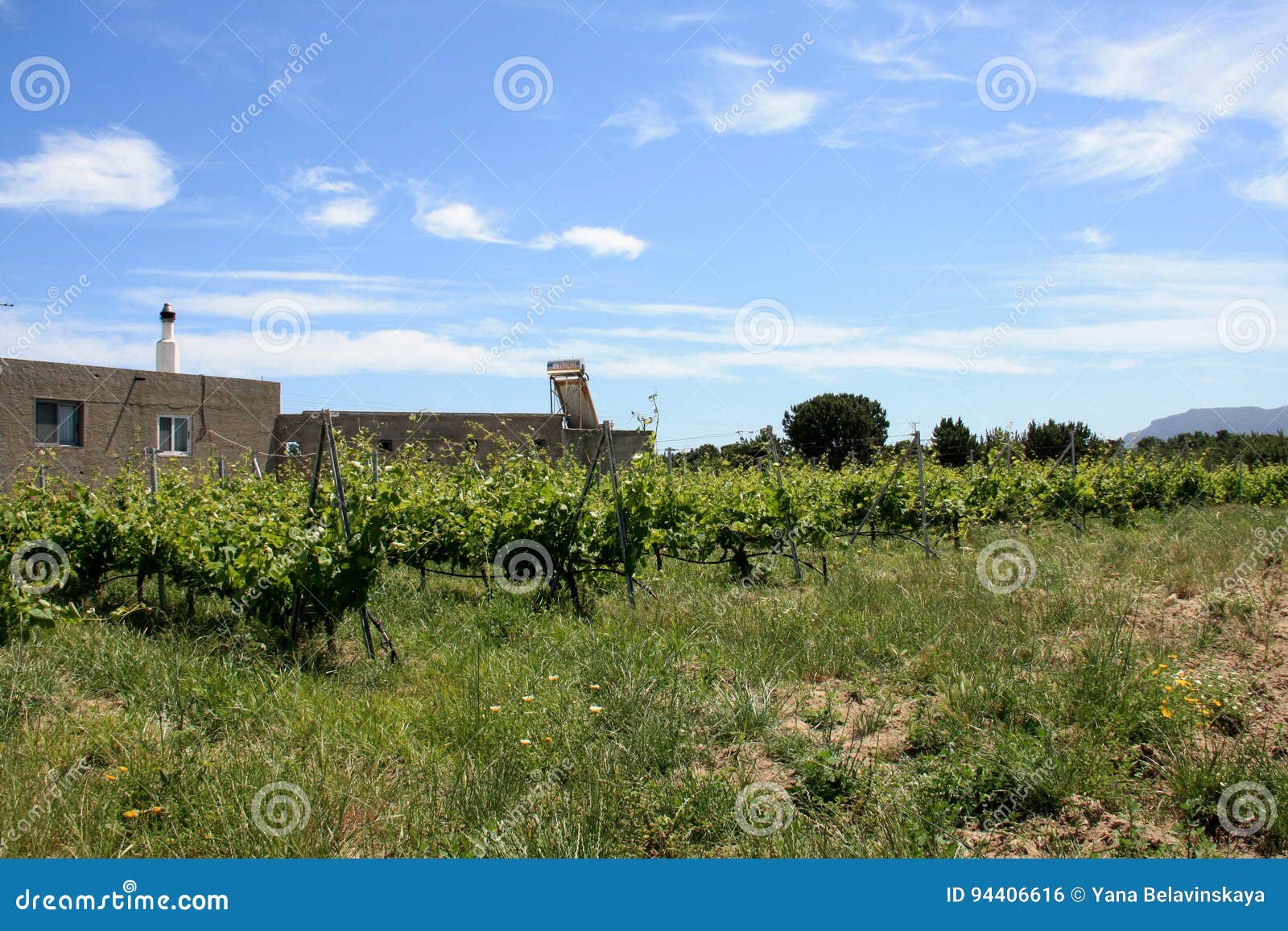 Vineyard editorial photo. Image of grape, green, still - 94406616