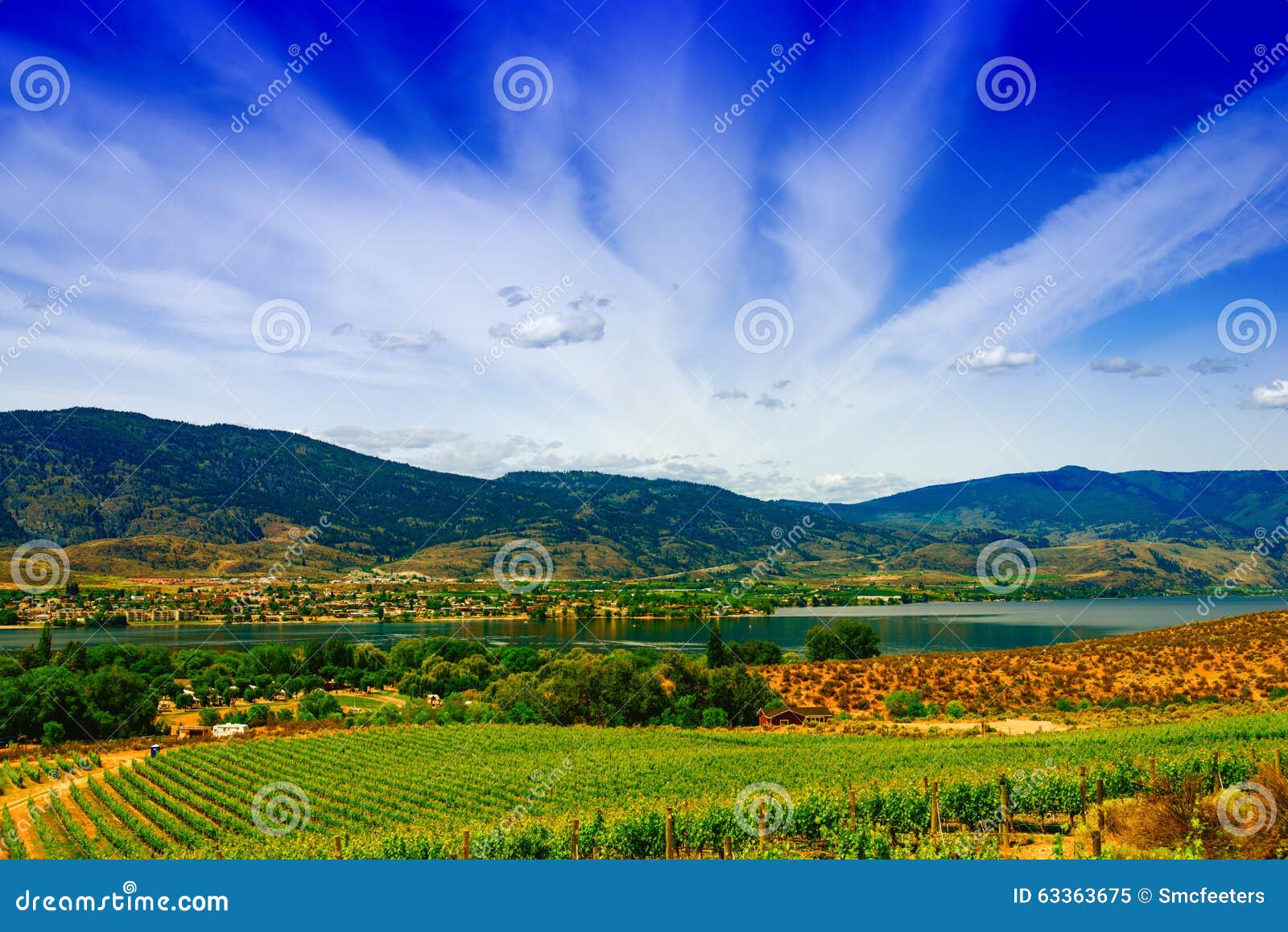 Vineyard by the lake stock image. Image of cultivation - 63363675