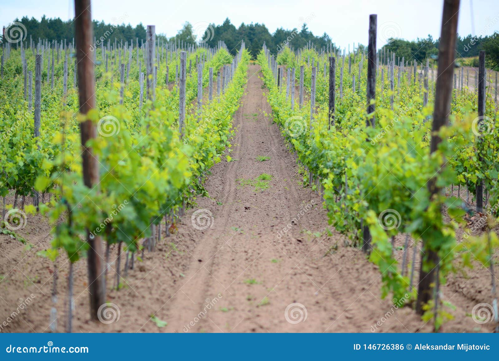 Vineyard landscape stock photo. Image of summer, farm - 146726386