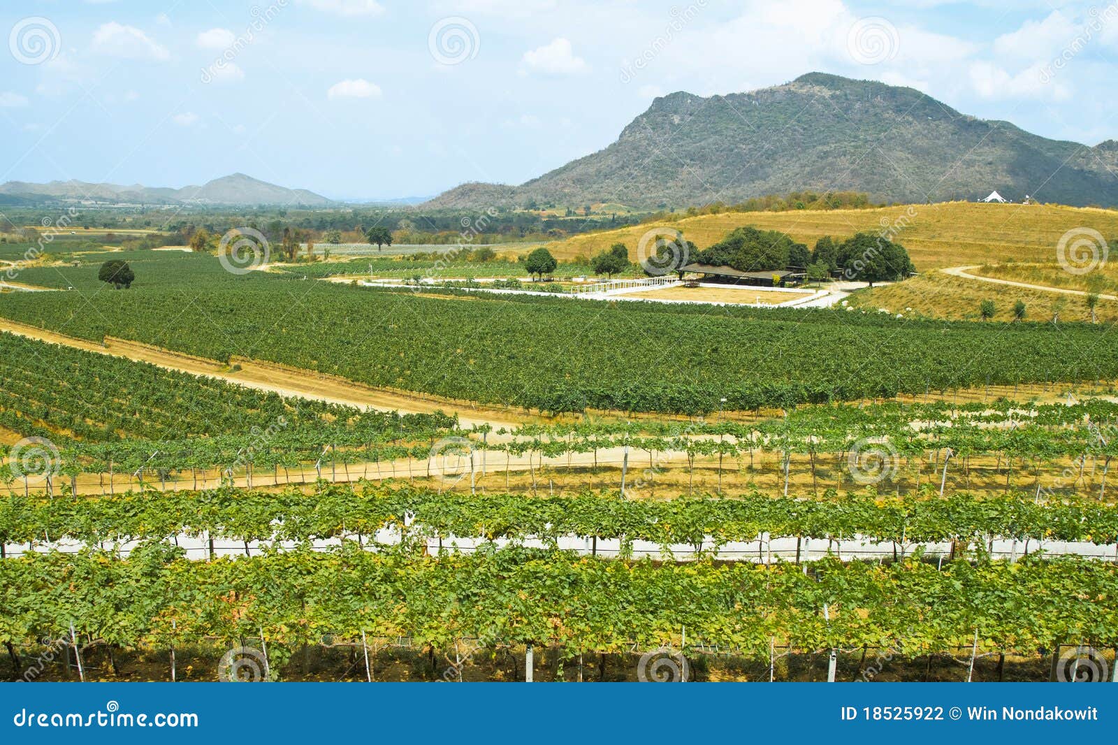 Vineyard landscape stock photo. Image of idyllic, agriculture - 18525922