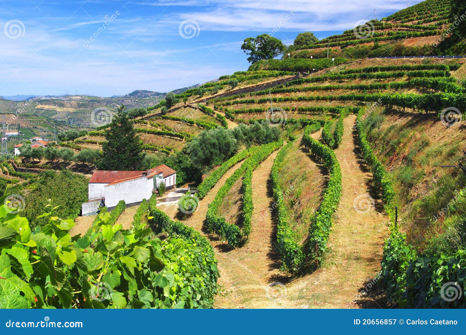 Vineyard Landscape stock image. Image of outdoor, growing - 20656857