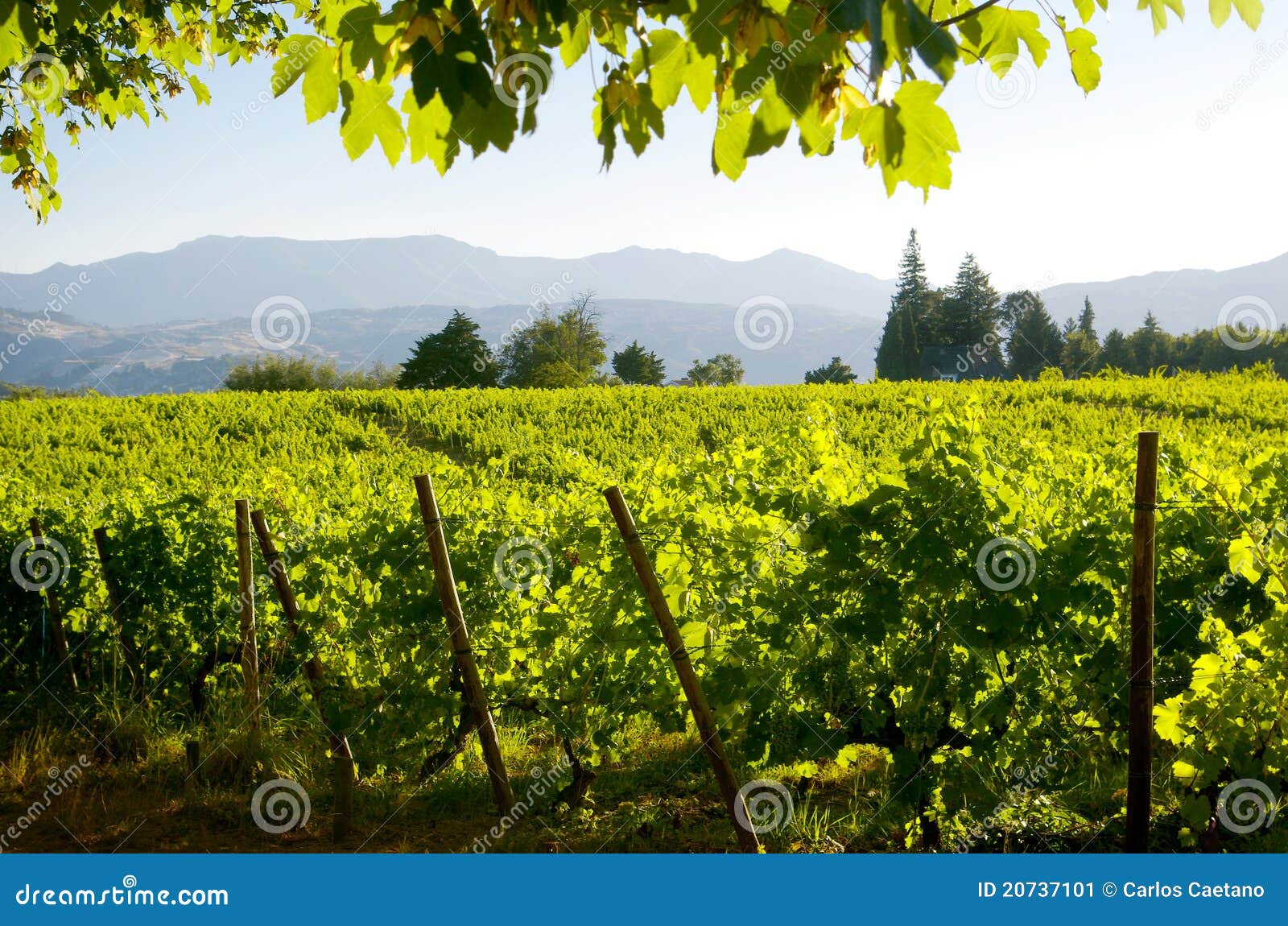 Vineyard Landscape stock image. Image of douro, countryside - 20737101