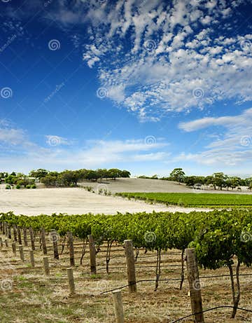 Vineyard Landscape stock photo. Image of vines, grapes - 2325762