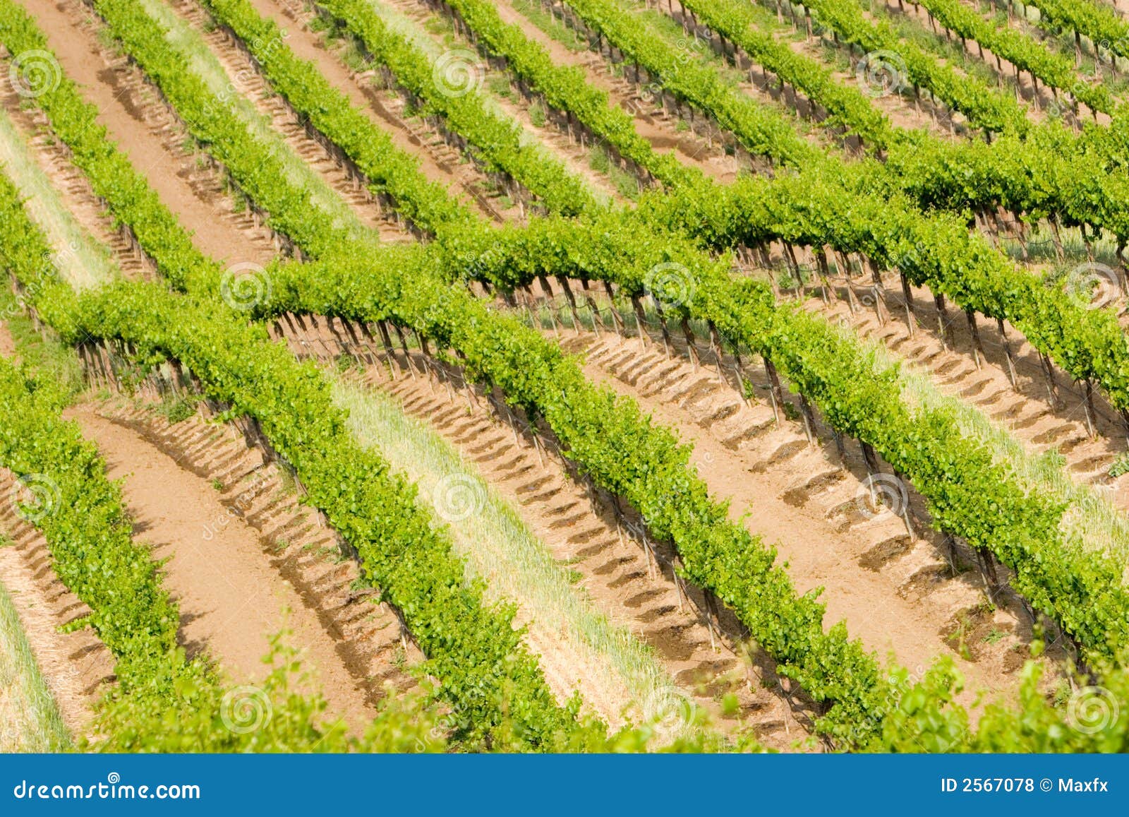 Vineyard landscape stock photo. Image of field, vineyard - 2567078