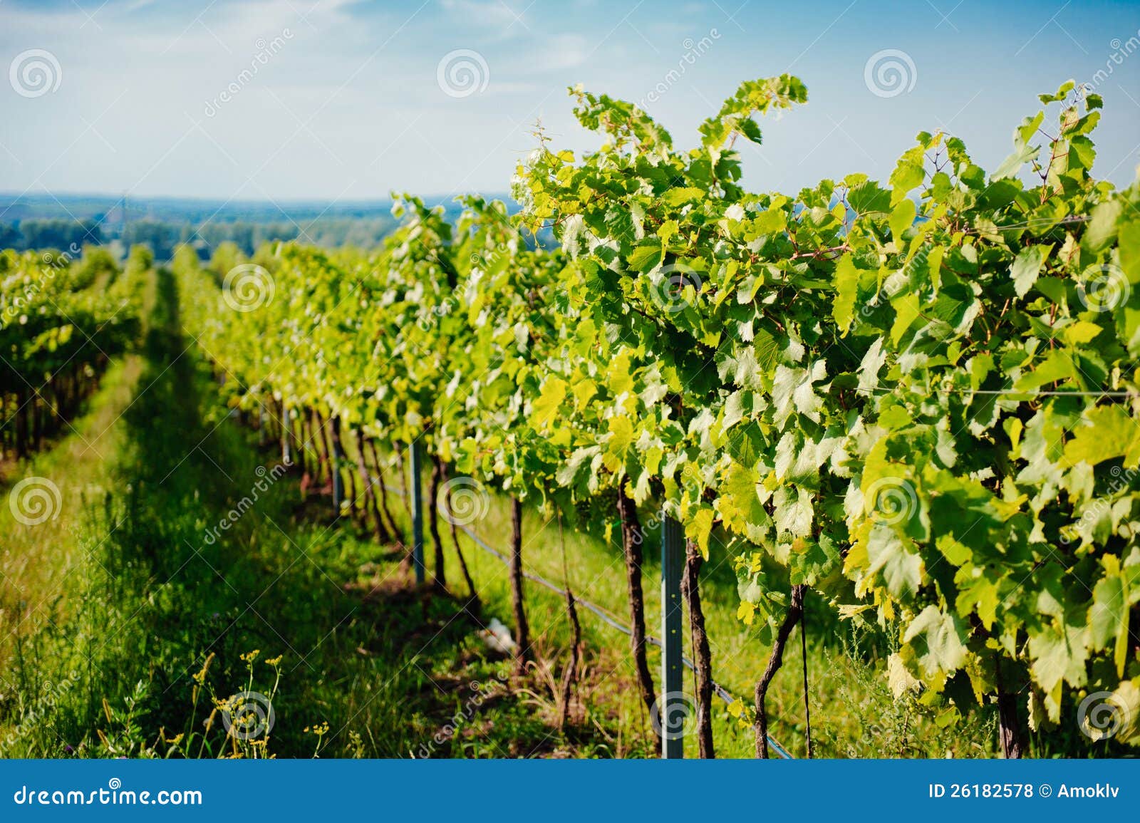 Vineyard landscape stock photo. Image of country, cultivated - 26182578