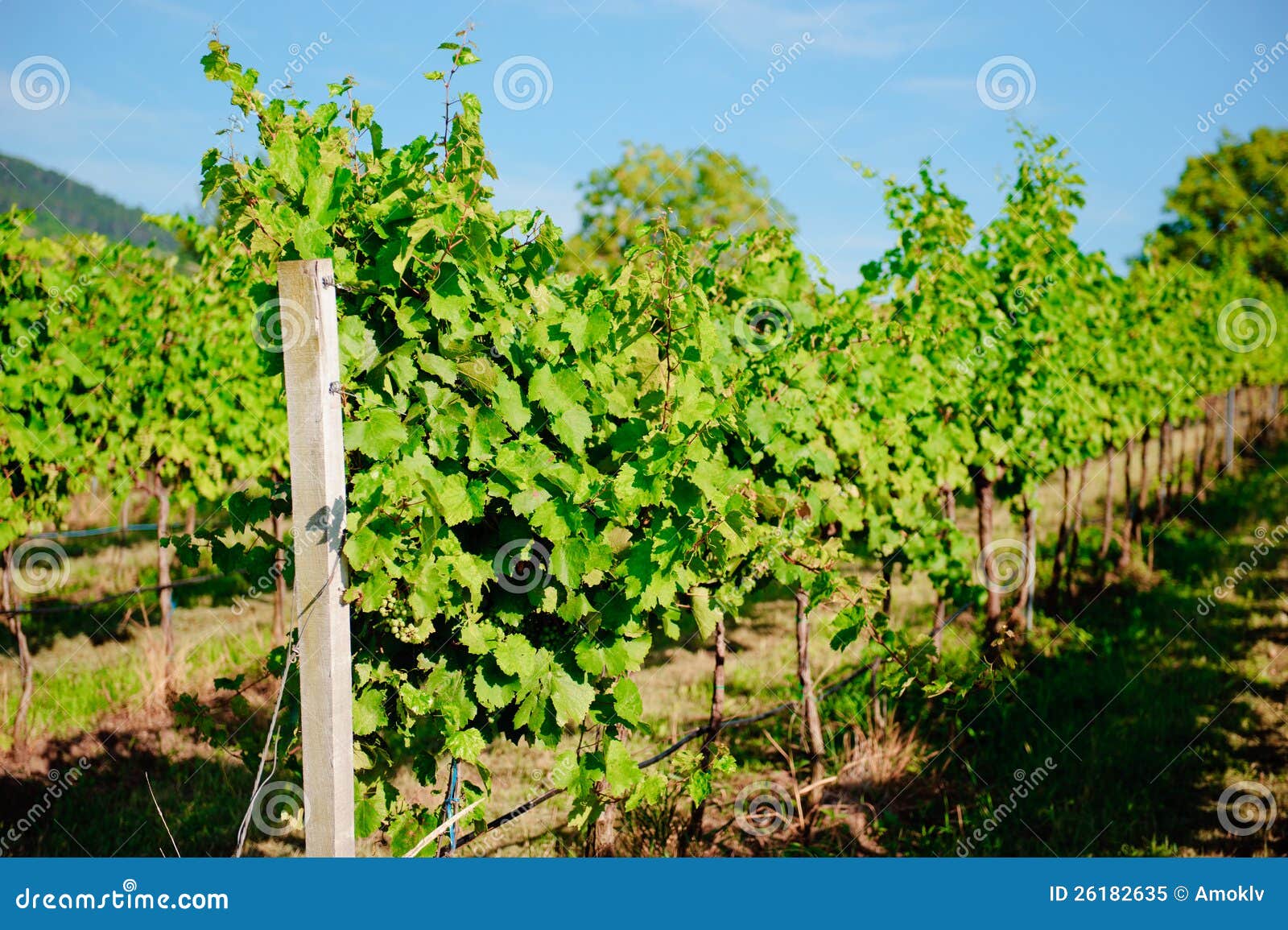 Vineyard landscape stock image. Image of grow, bright - 26182635