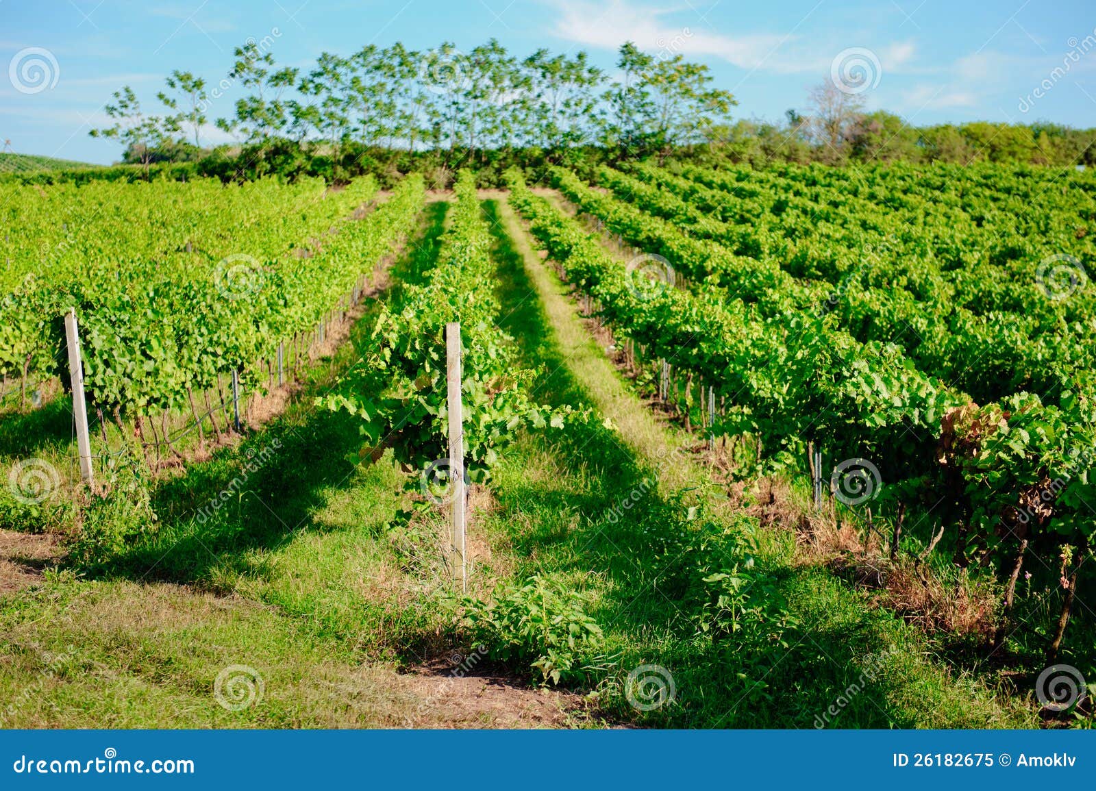 Vineyard landscape stock image. Image of industry, agricultural - 26182675