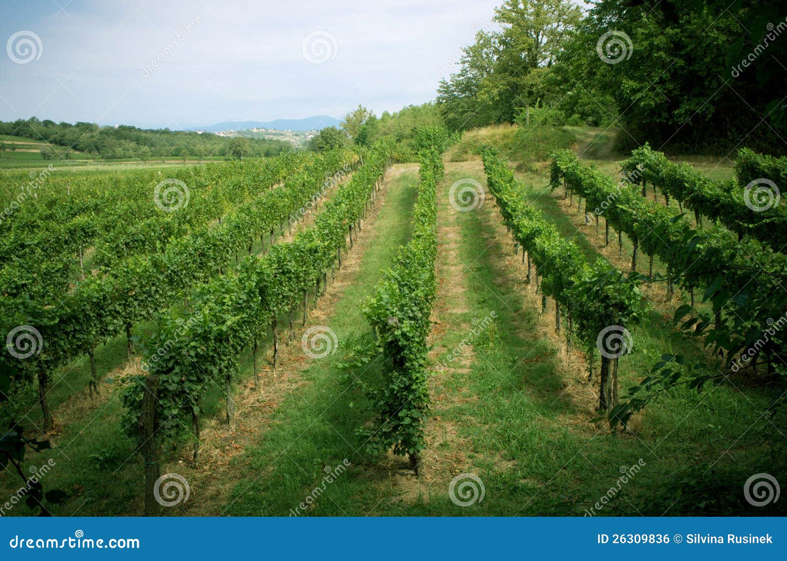 Vineyard landscape stock photo. Image of countryside - 26309836