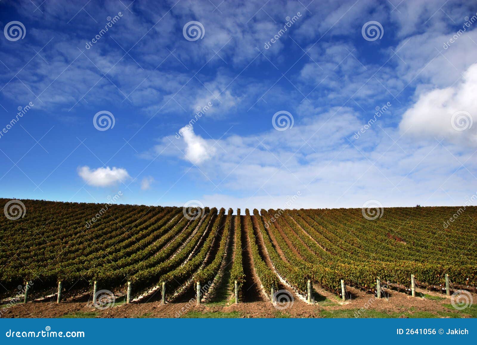 Vineyard - Landscape stock photo. Image of food, grapes - 2641056