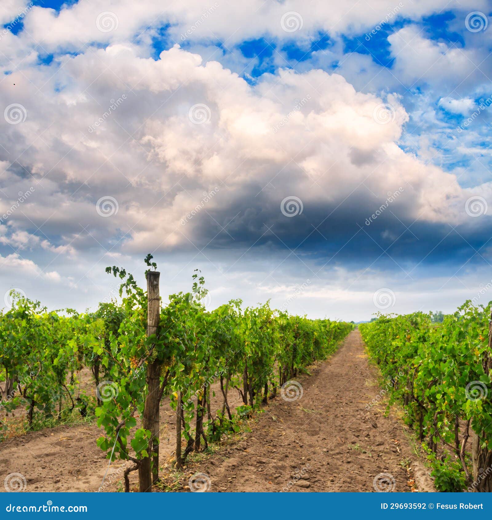 Vineyard landscape stock photo. Image of scenery, agricultural - 29693592