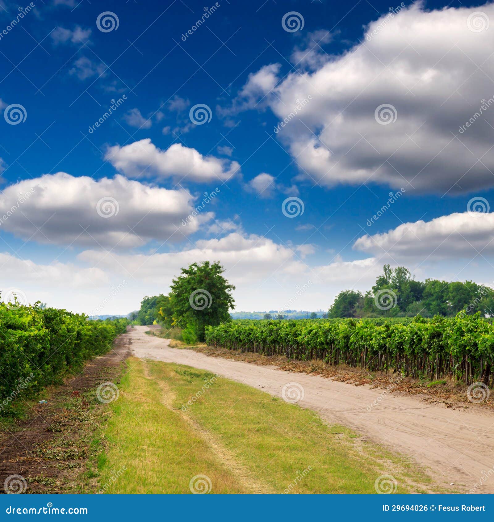 Vineyard landscape stock photo. Image of hungary, fresh - 29694026