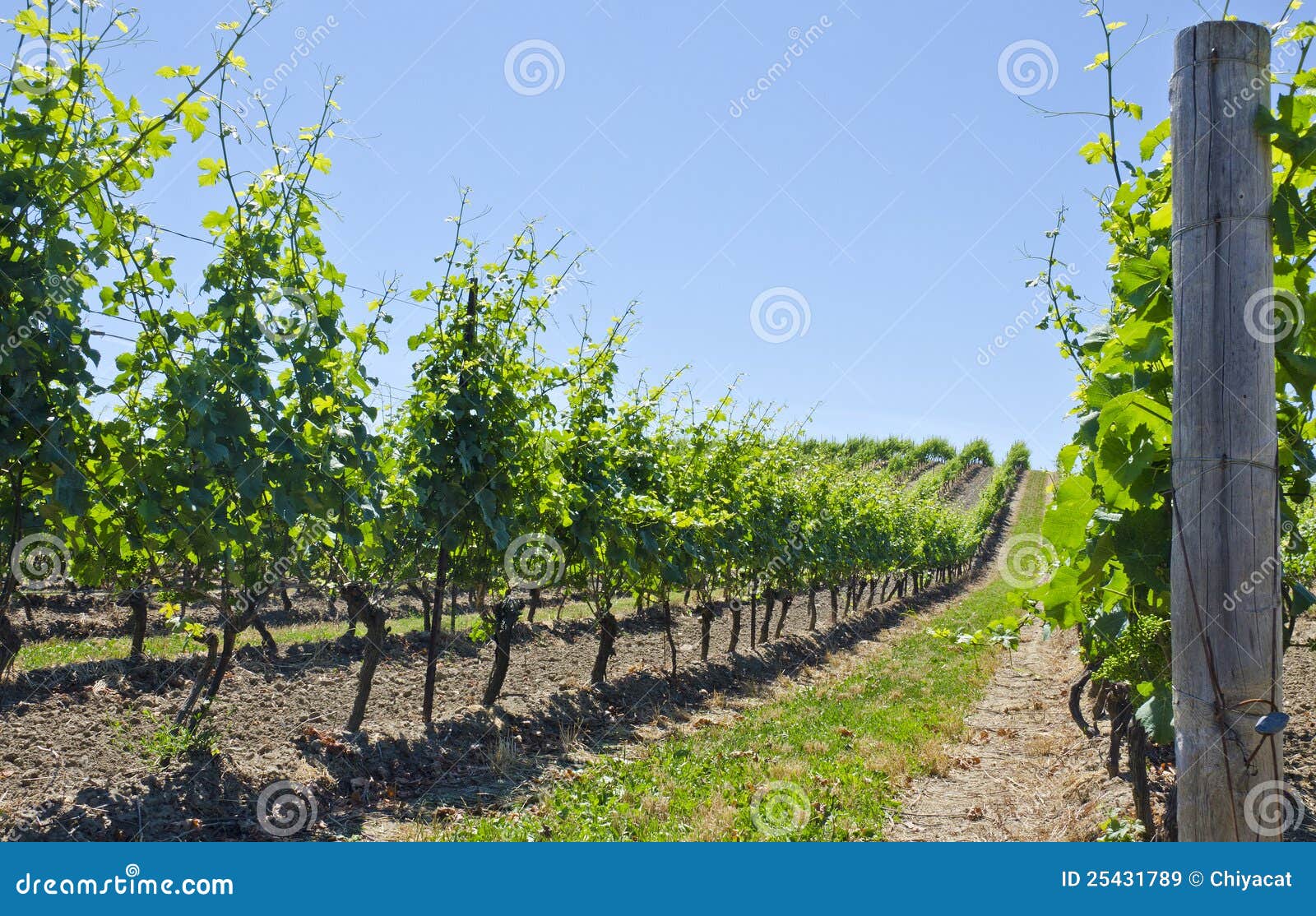 Vineyard Landscape #4 stock image. Image of making, panorama - 25431789