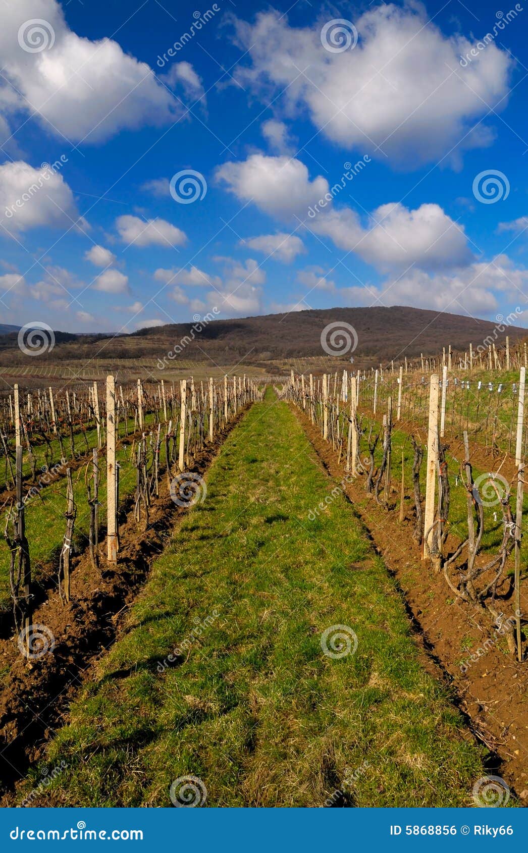 Vineyard Landscape stock photo. Image of spring, landscape - 5868856