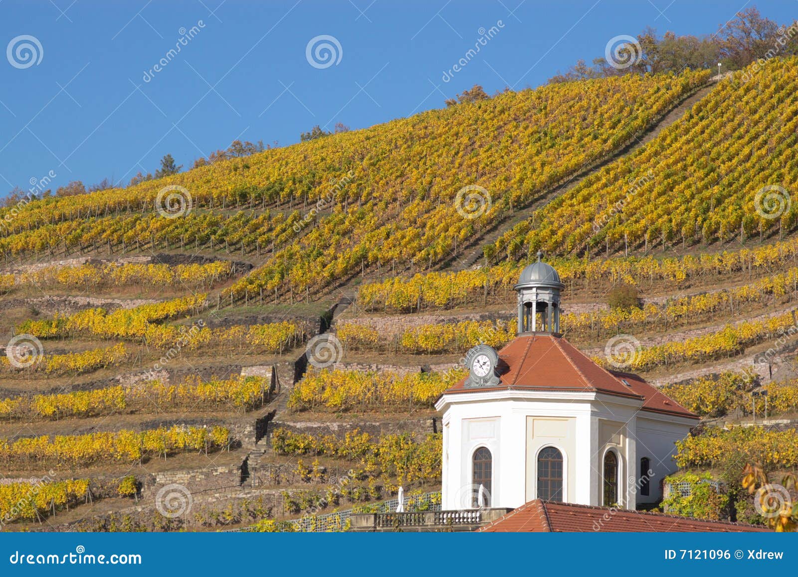 Vineyard landscape stock photo. Image of nature, land - 7121096