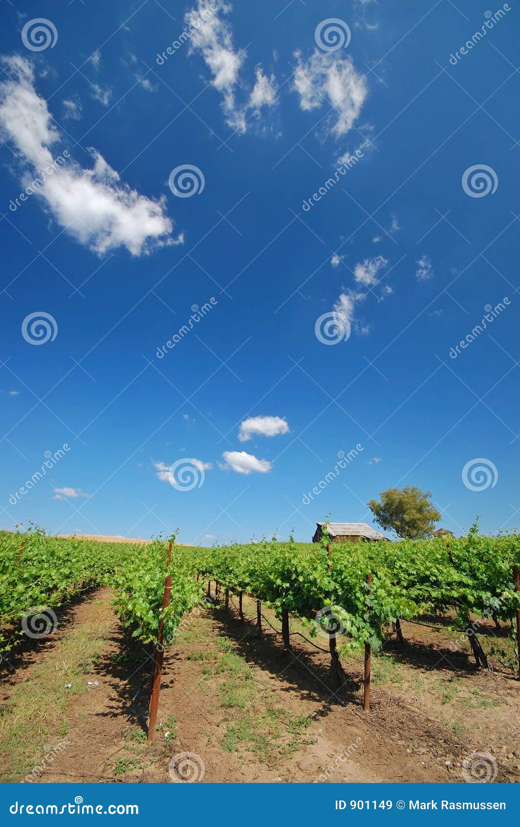 Vineyard Landscape stock image. Image of season, valley - 901149