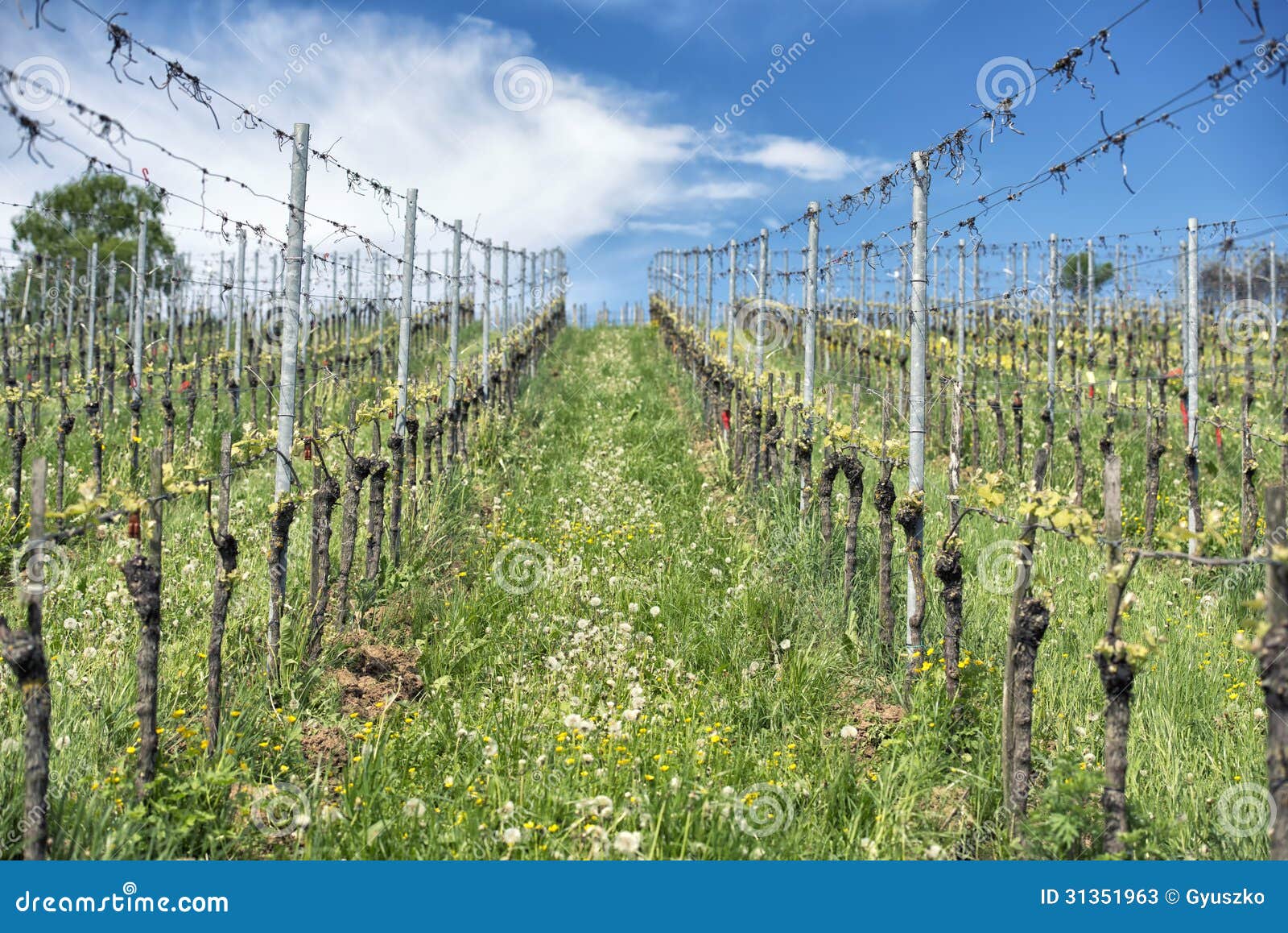 Vineyard Landscape stock image. Image of blue, landscape - 31351963
