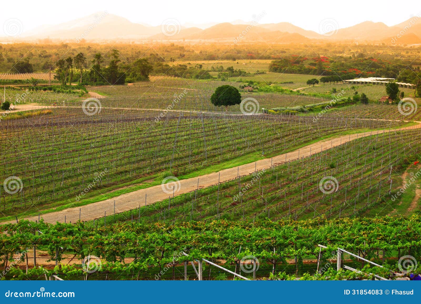 Vineyard Landscape with Mountain View Stock Image - Image of plant ...