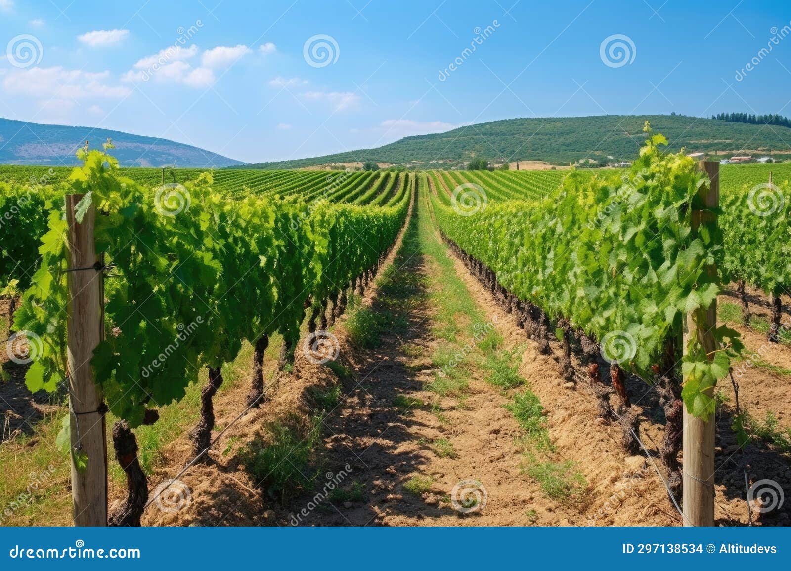 Vineyard Landscape with Rows of Grapevines Stock Photo - Image of ...