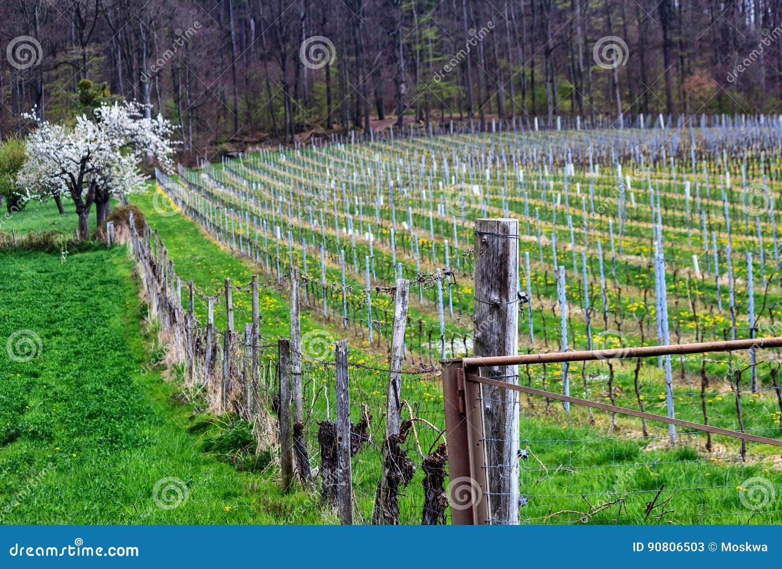 Vineyard Landscape in Spessart Mountains, Germany Stock Image - Image ...