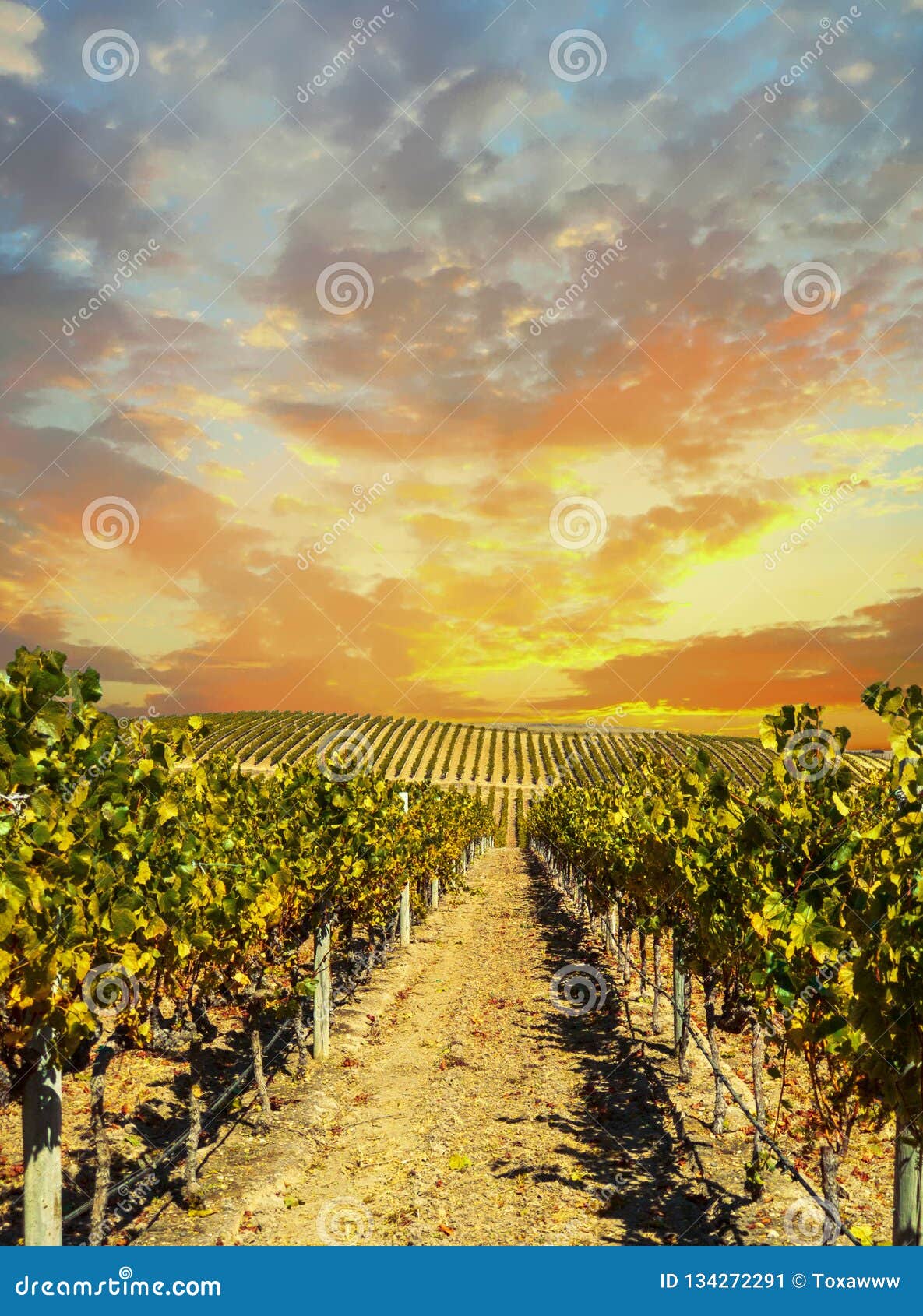 Vineyard Landscape with Sunset Sky Stock Image - Image of vineyards ...