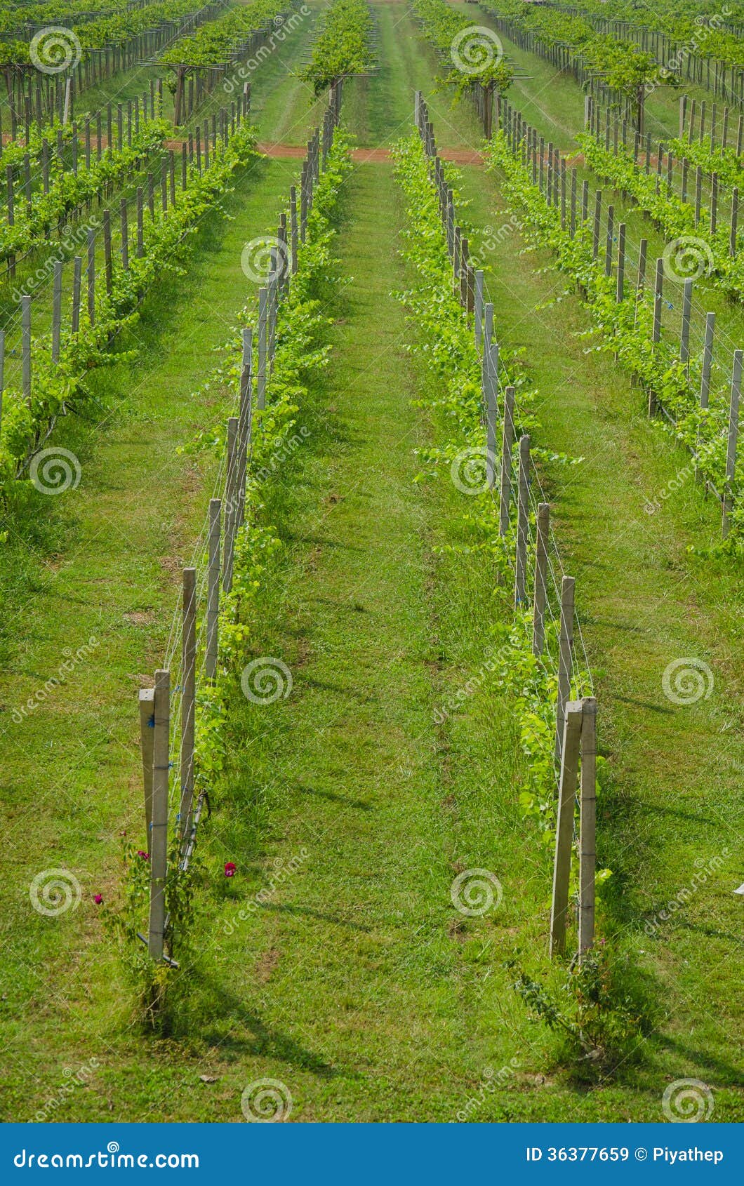 Vineyard landscape stock image. Image of plant, california - 36377659