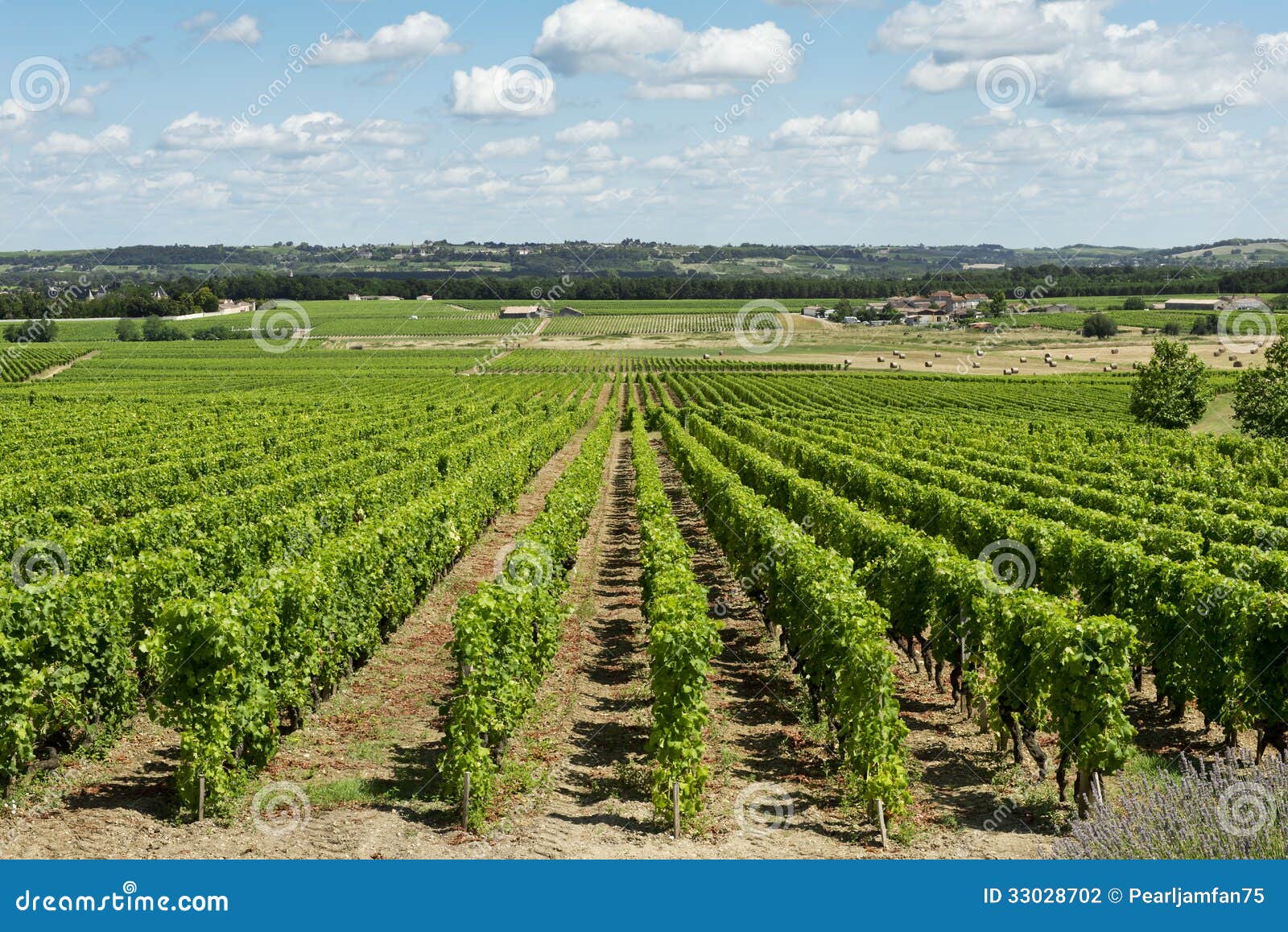 Vineyard landscape stock photo. Image of agriculture - 33028702