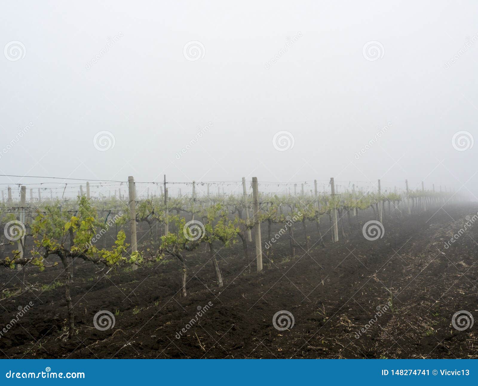 Vineyard Landscape Vine Spring Stock Image - Image of open, grapes ...