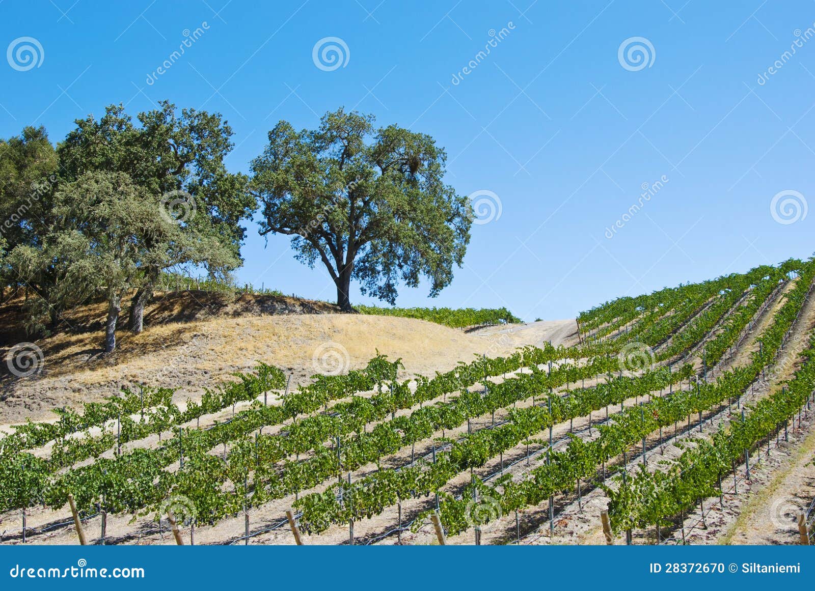 Vineyard Lined on Rolling Hillside Stock Photo - Image of hillside ...