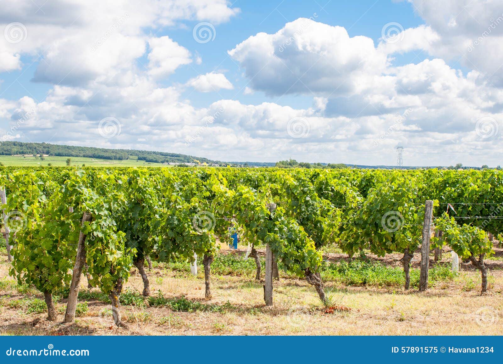 Vineyard in the Loire Valley France. Stock Image - Image of harvest ...