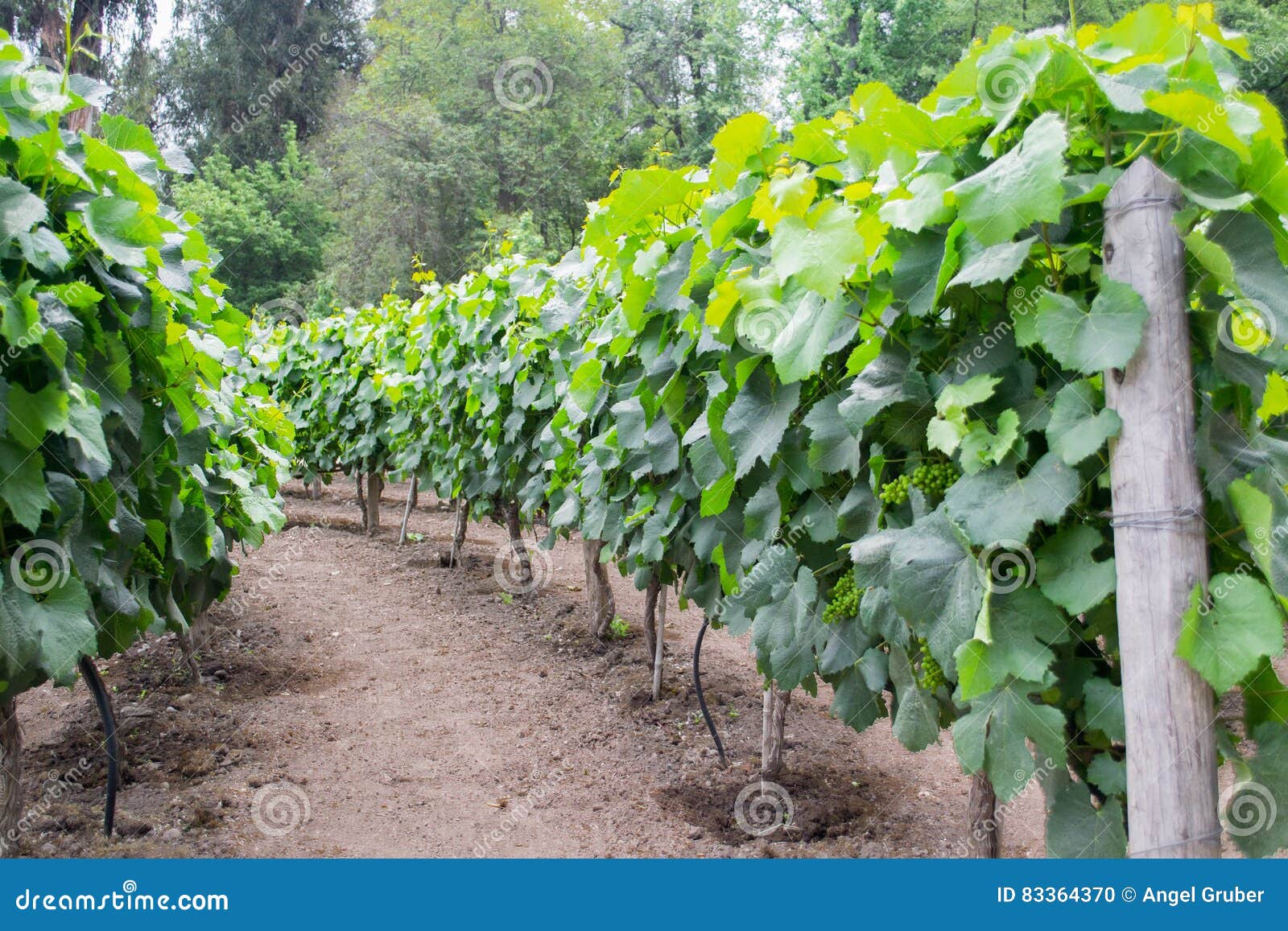 A vineyard stock photo. Image of vineyard, spring, wine - 83364370