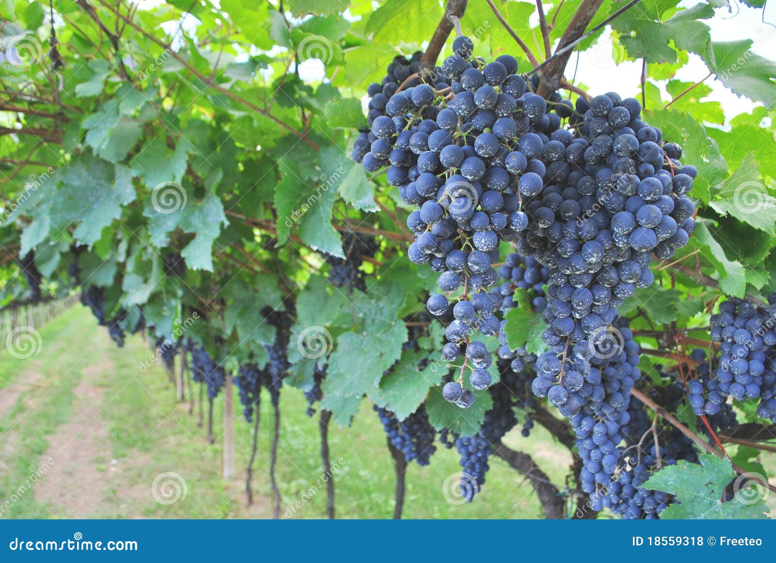 Vineyard merlot stock photo. Image of pinot, vines, outdoors - 18559318
