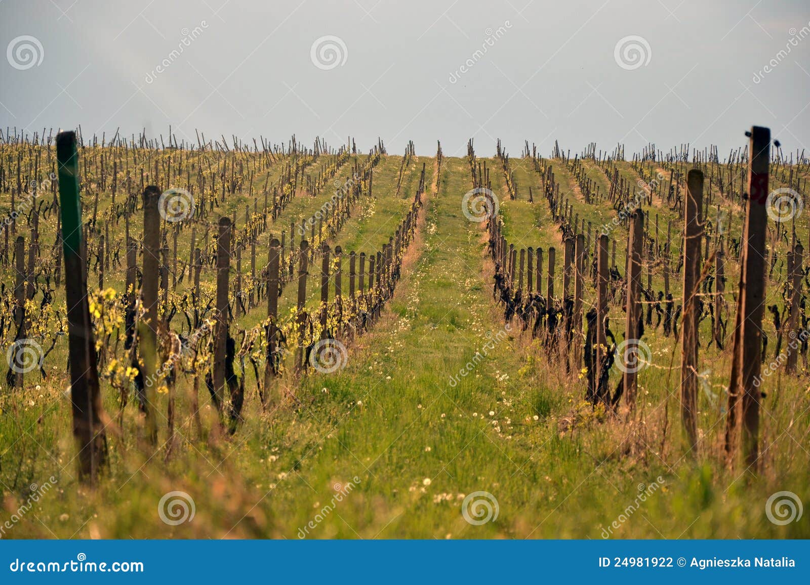 Vineyard in Moravia Region, Czech Republic Stock Photo - Image of ...