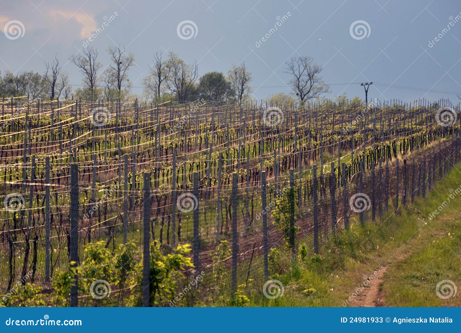 Vineyard in Moravia Region, Czech Republic Stock Image - Image of ...