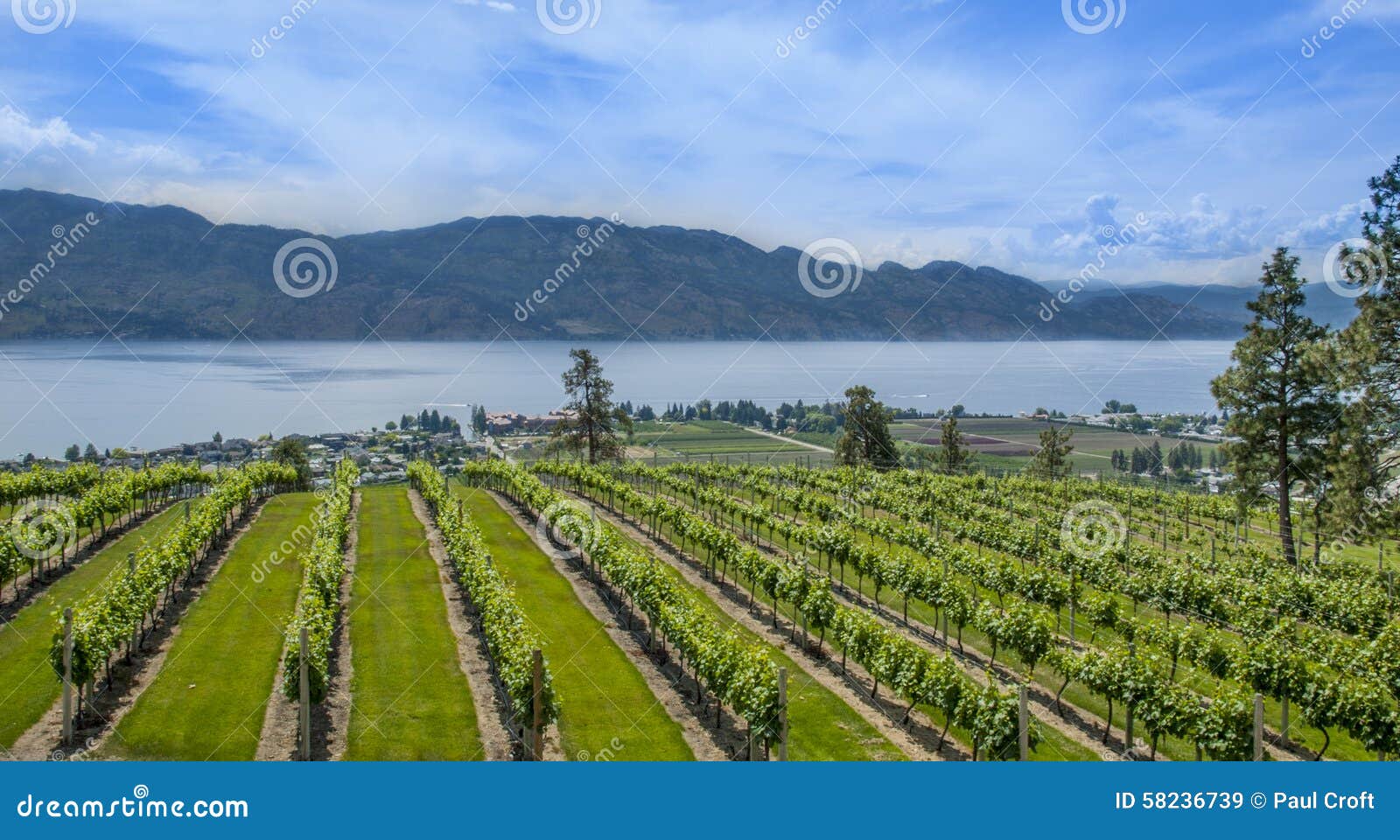 Vineyard stock image. Image of scenic, crop, plantation - 58236739