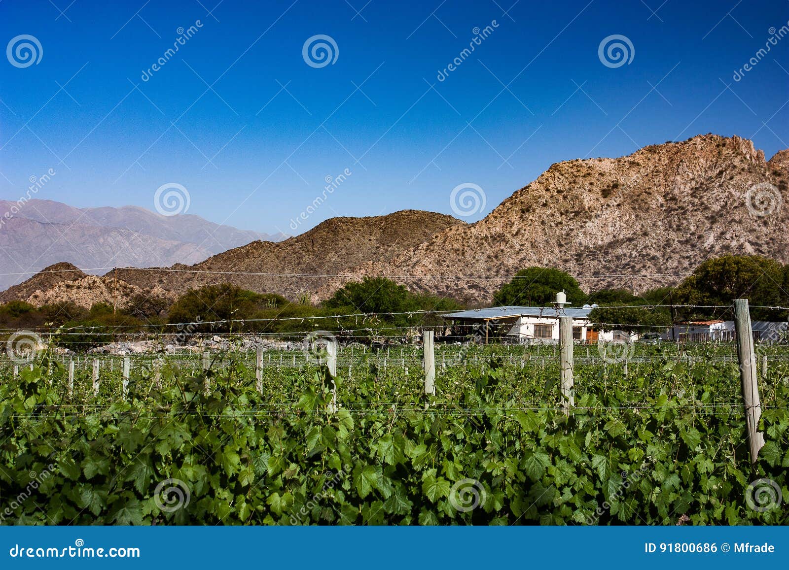 Vineyard and mountain stock photo. Image of landascape - 91800686