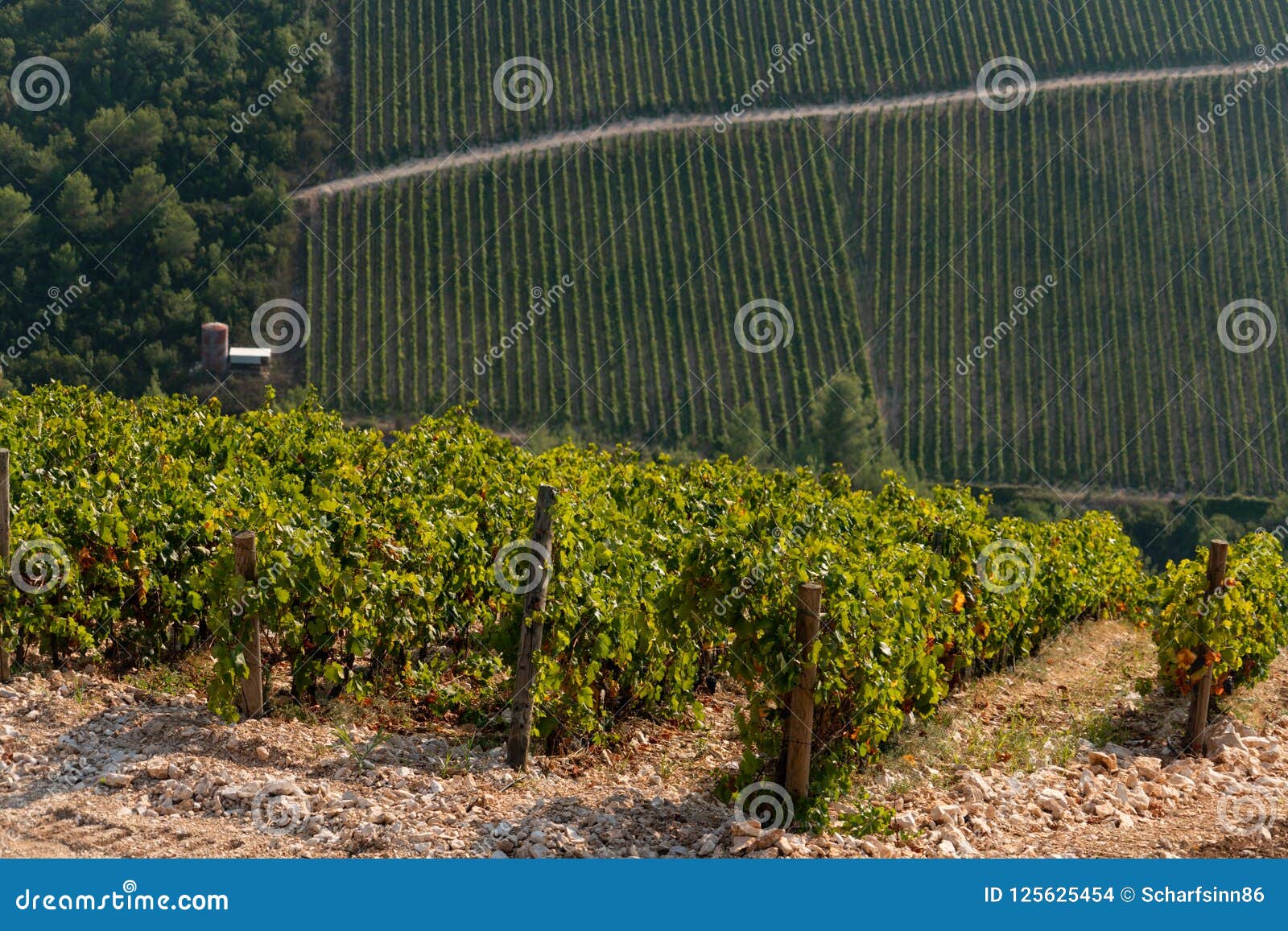 Vineyard on the mountain. stock photo. Image of wine - 125625454