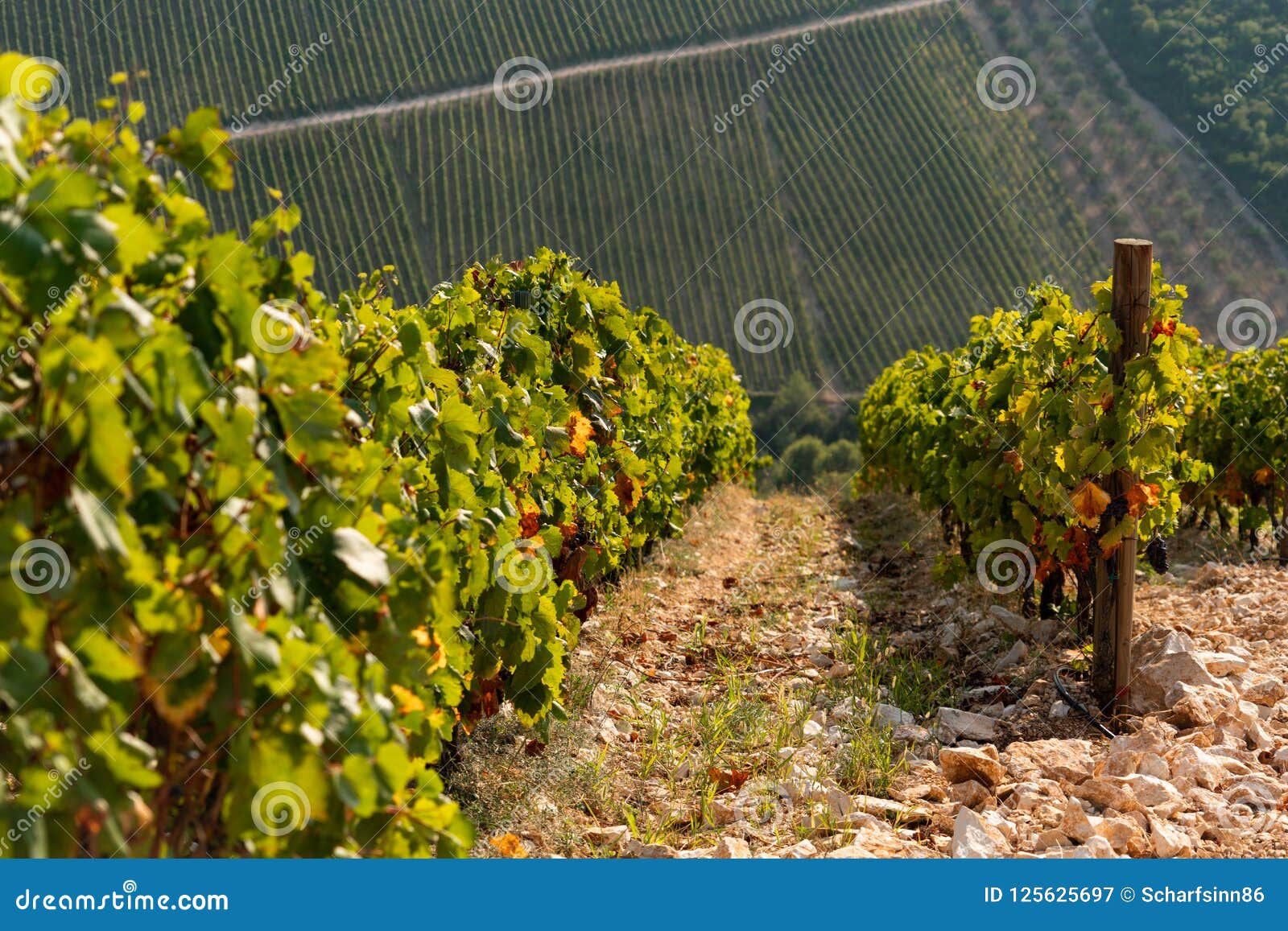 Vineyard on the mountain. stock image. Image of grapes - 125625697