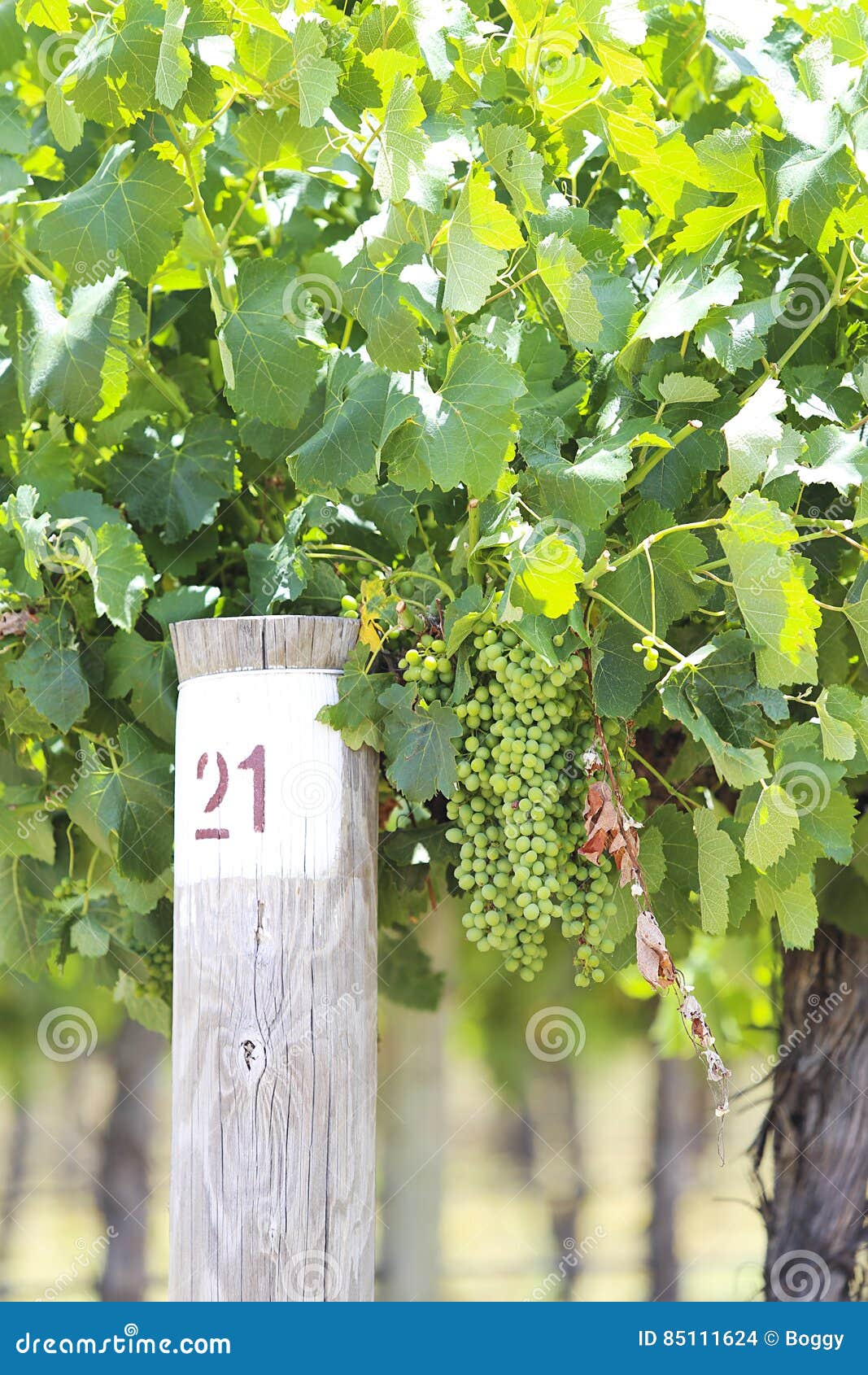 Vineyard in Mudgee, Australia Stock Photo - Image of australia, scenery ...