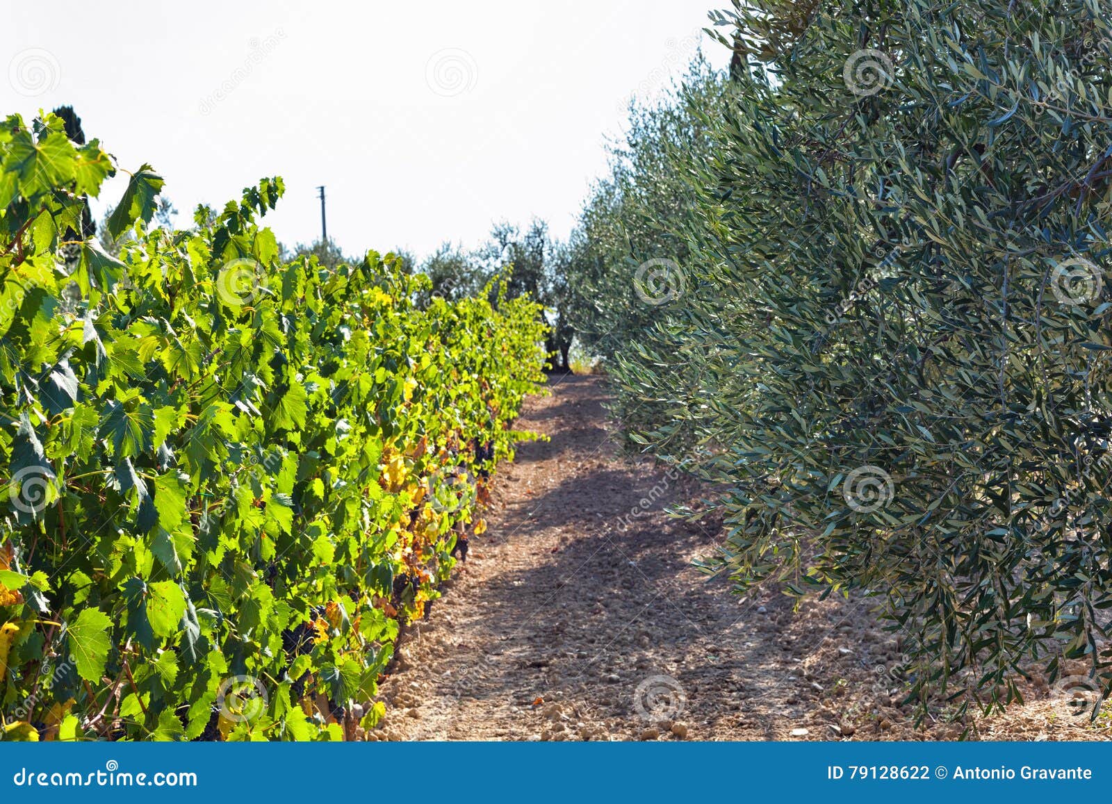 Vineyard near olive trees. stock photo. Image of olive - 79128622