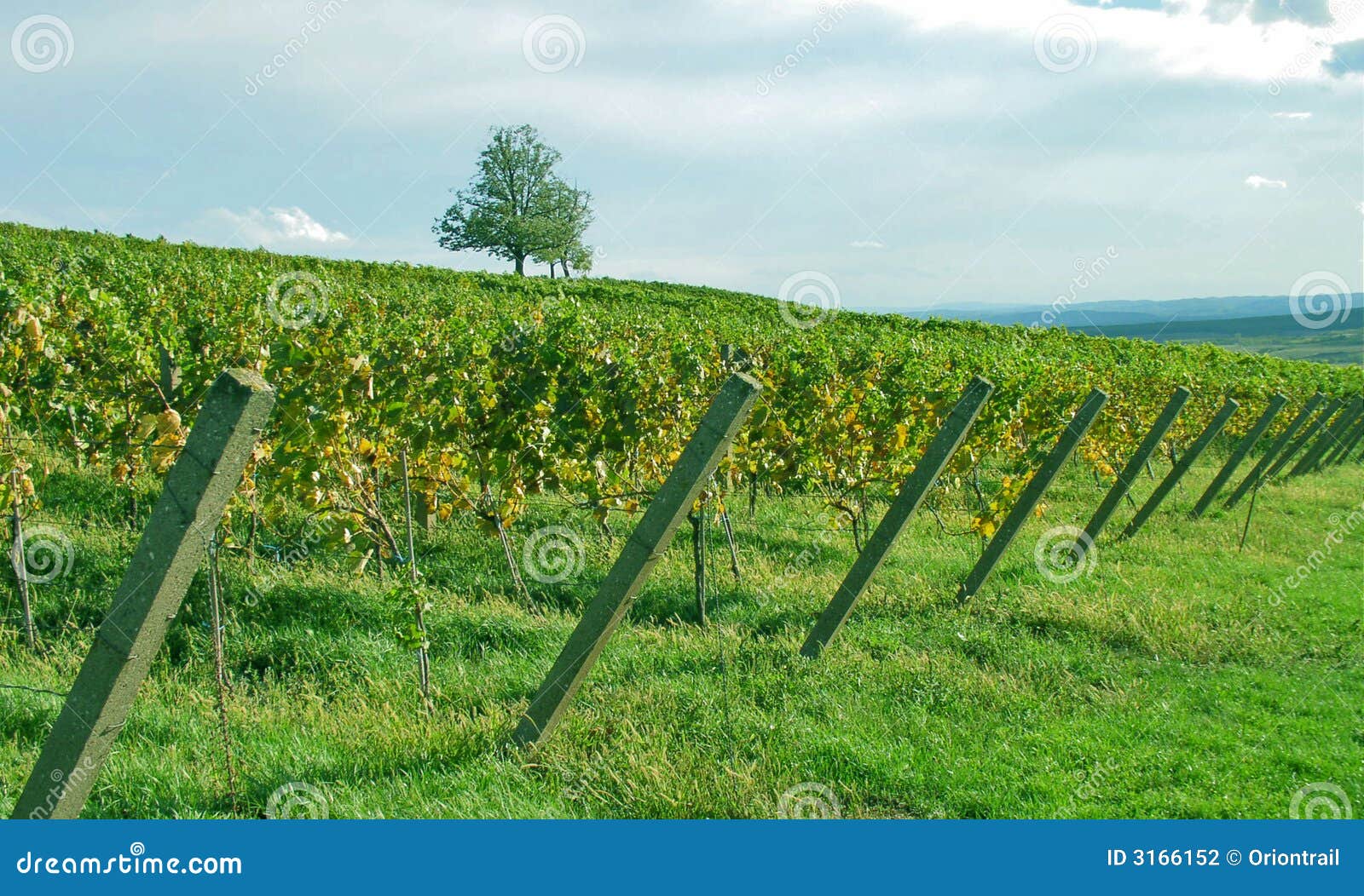 Vineyard and Nice Landscape Stock Photo - Image of green, environment ...