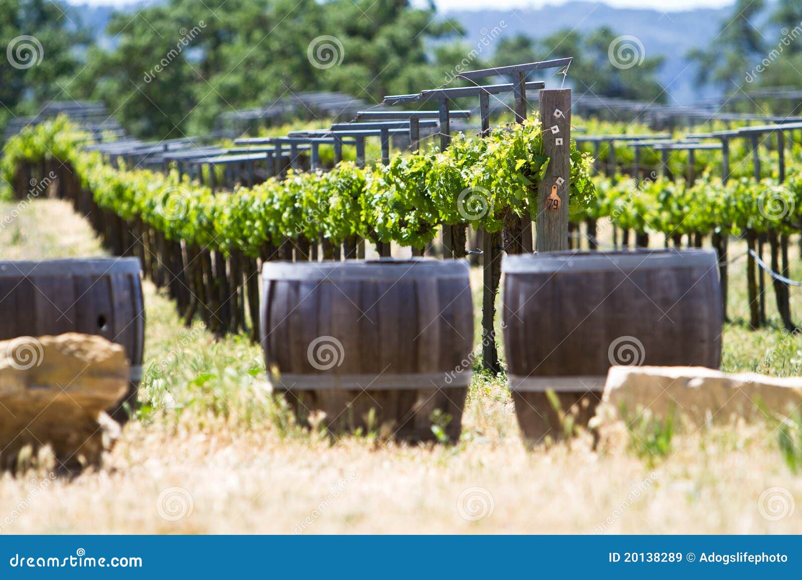 A Vineyard with Oak Barrels Stock Image - Image of industry ...