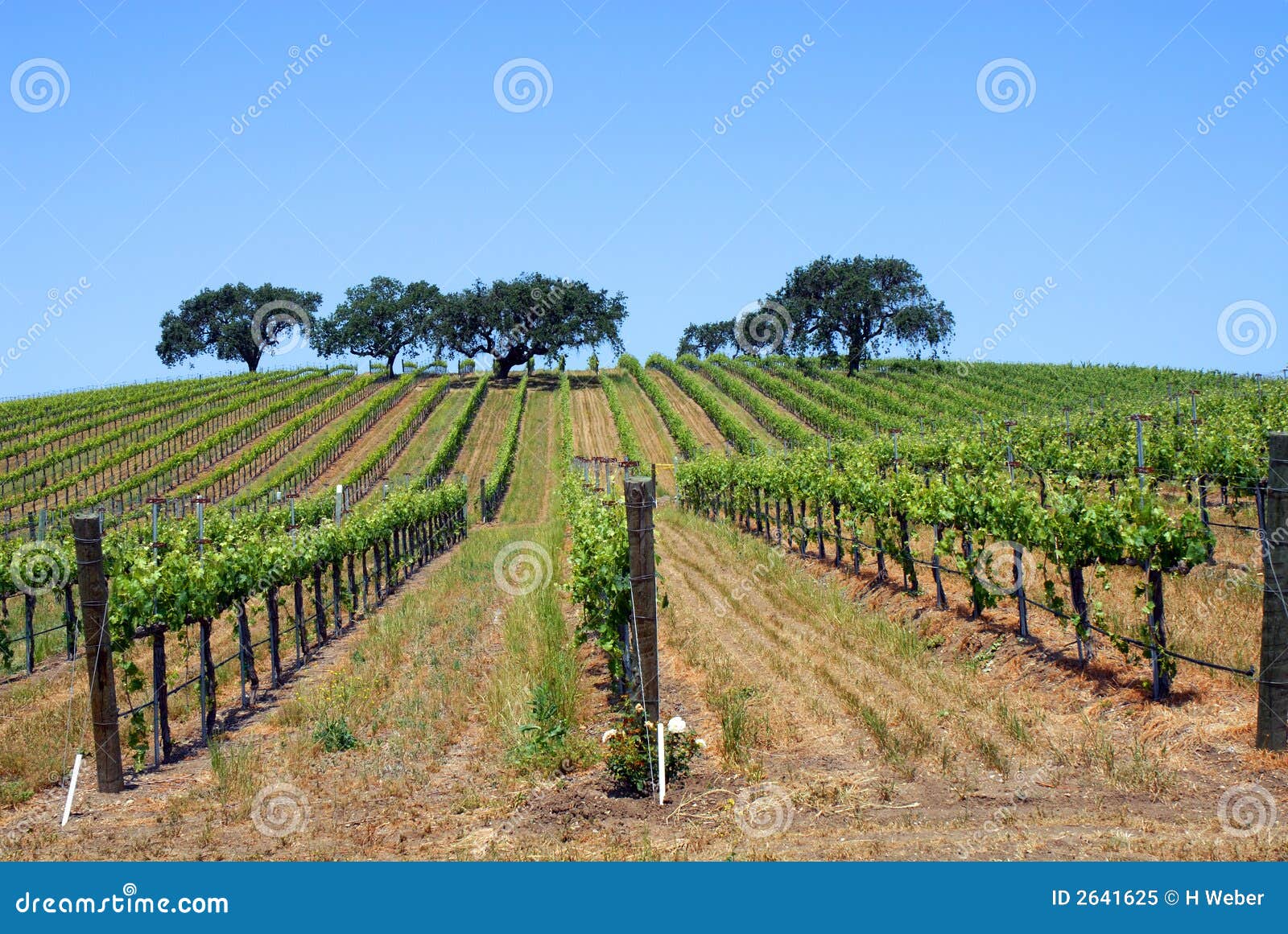 Vineyard with Oak Trees stock image. Image of agriculture - 2641625