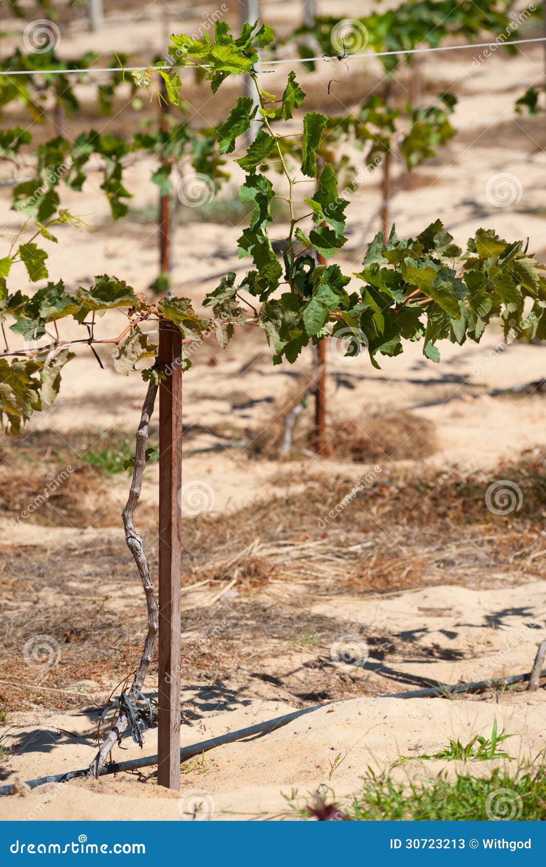 Vineyard stock image. Image of leaf, outdoors, grapevine - 30723213