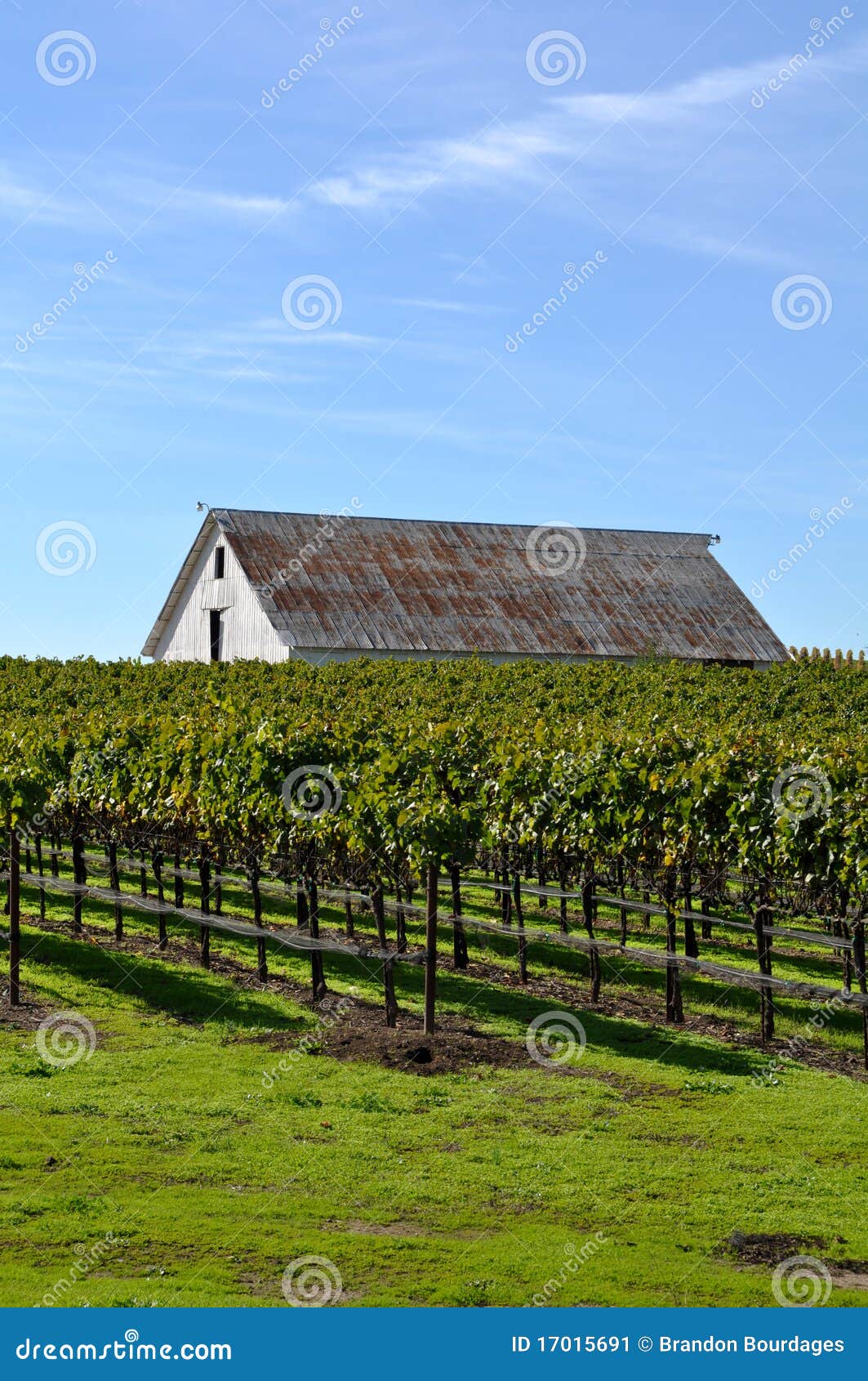 Vineyard with Old Barn stock image. Image of country - 17015691
