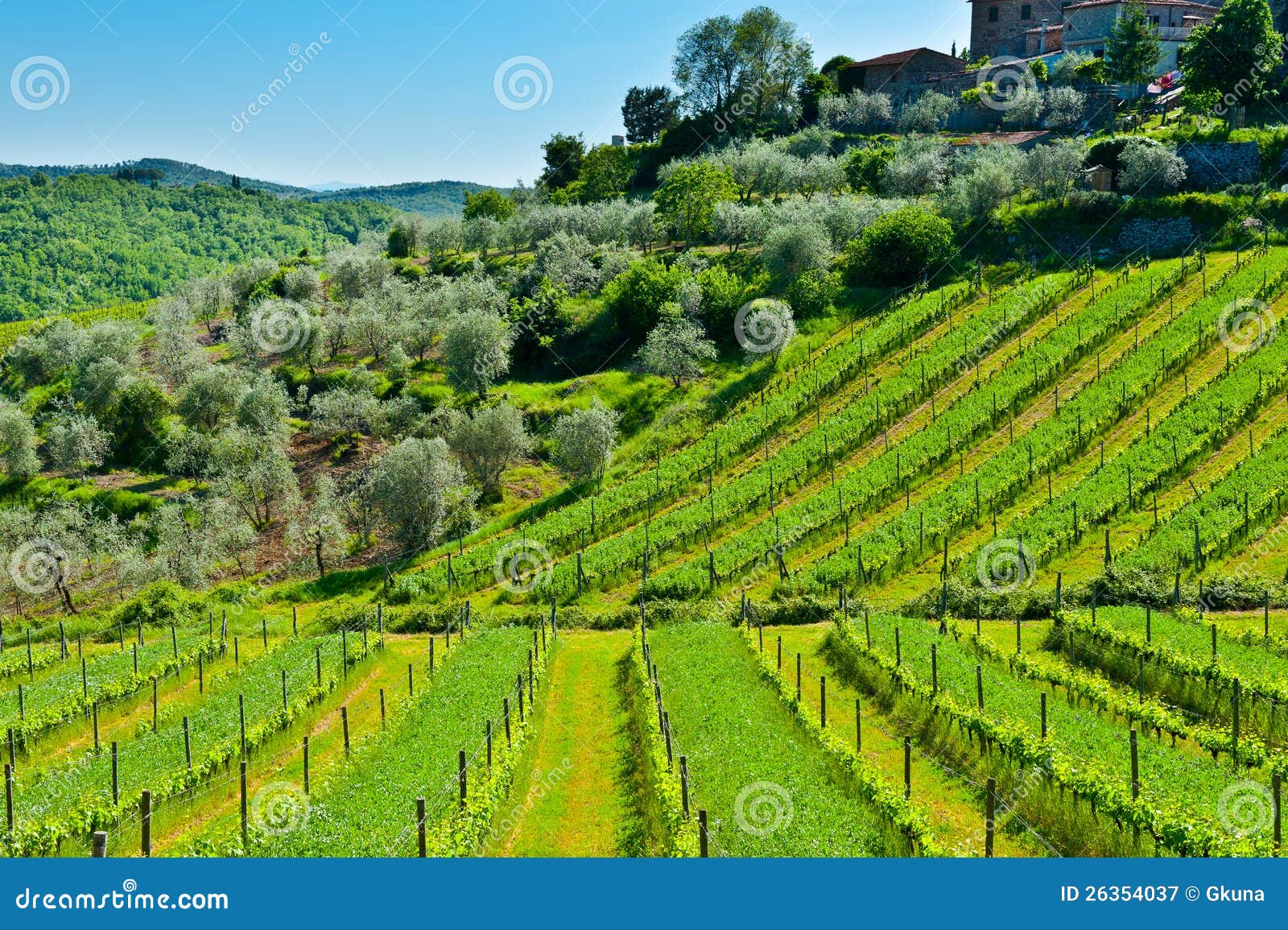 Vineyard and Olive stock image. Image of italy, countryside - 26354037