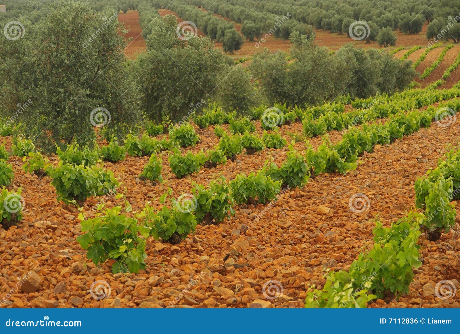 Vineyard in olive grove stock photo. Image of ballast - 7112836